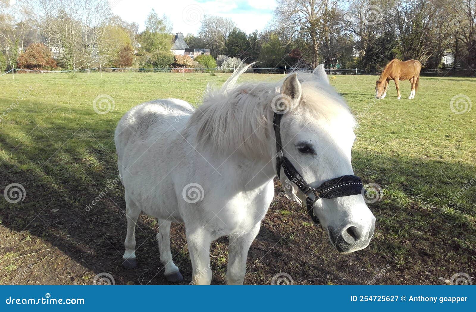 Caballo De Foto De Cheval Blanc. Blanco Imagen de archivo - Imagen de ...