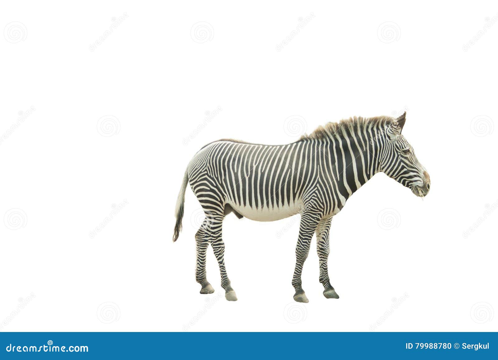 Caballo de la cebra foto de archivo. Imagen de herbivoro - 79988780