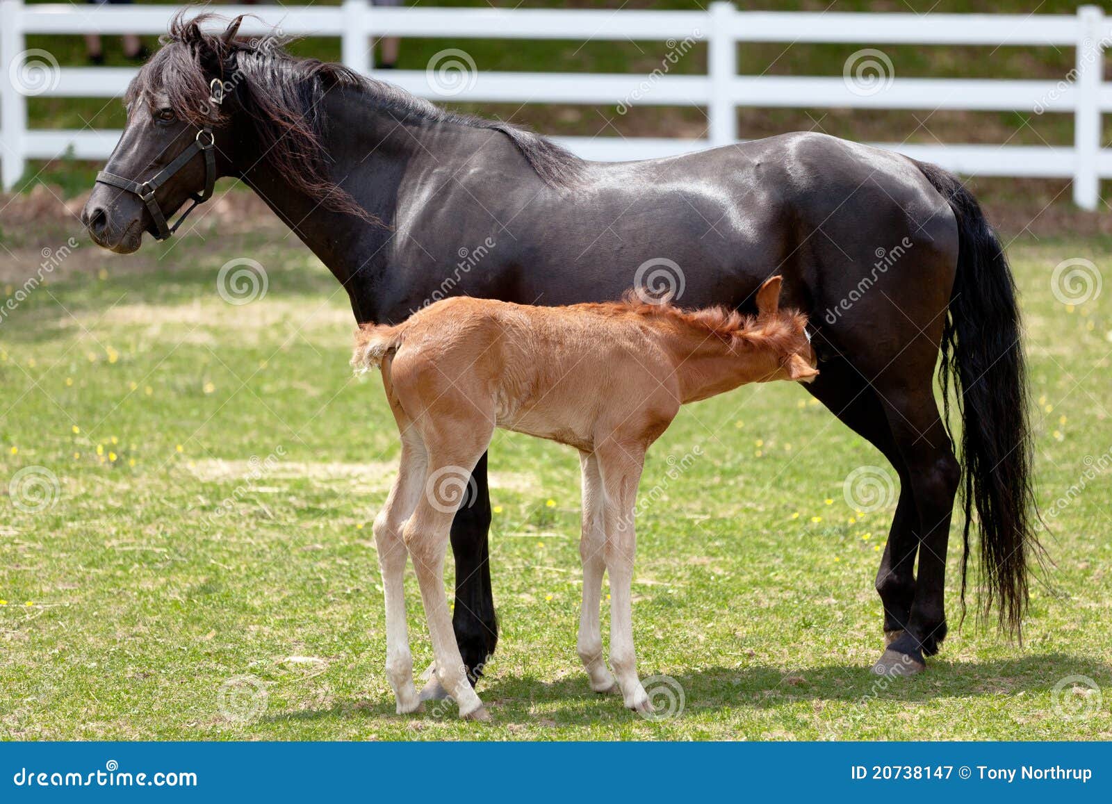Caballo De La Madre Con El Bebé Imagen de archivo - Imagen de granja ...