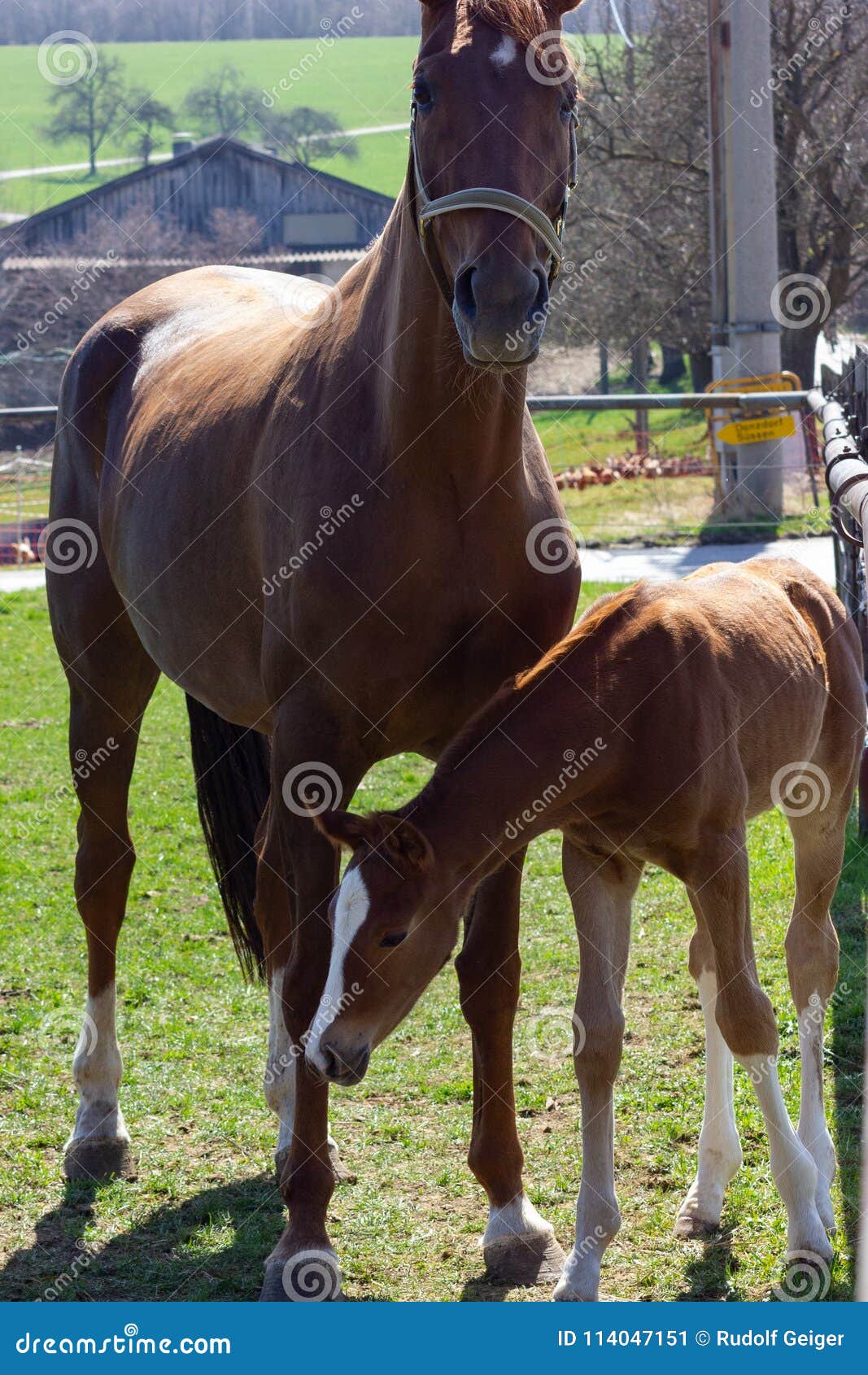 Caballo De La Madre Con El Potro Imagen de archivo - Imagen de lindo ...