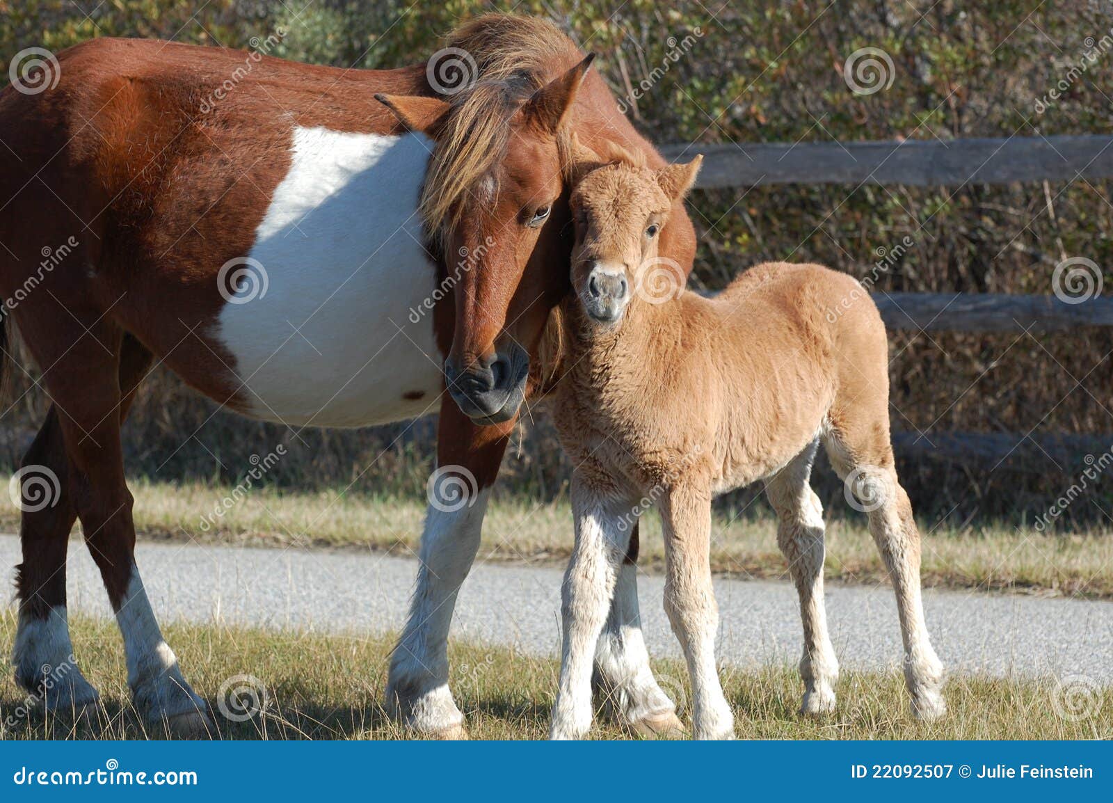 Caballo De La Madre Con Su Potro Imagen de archivo - Imagen de caballo ...