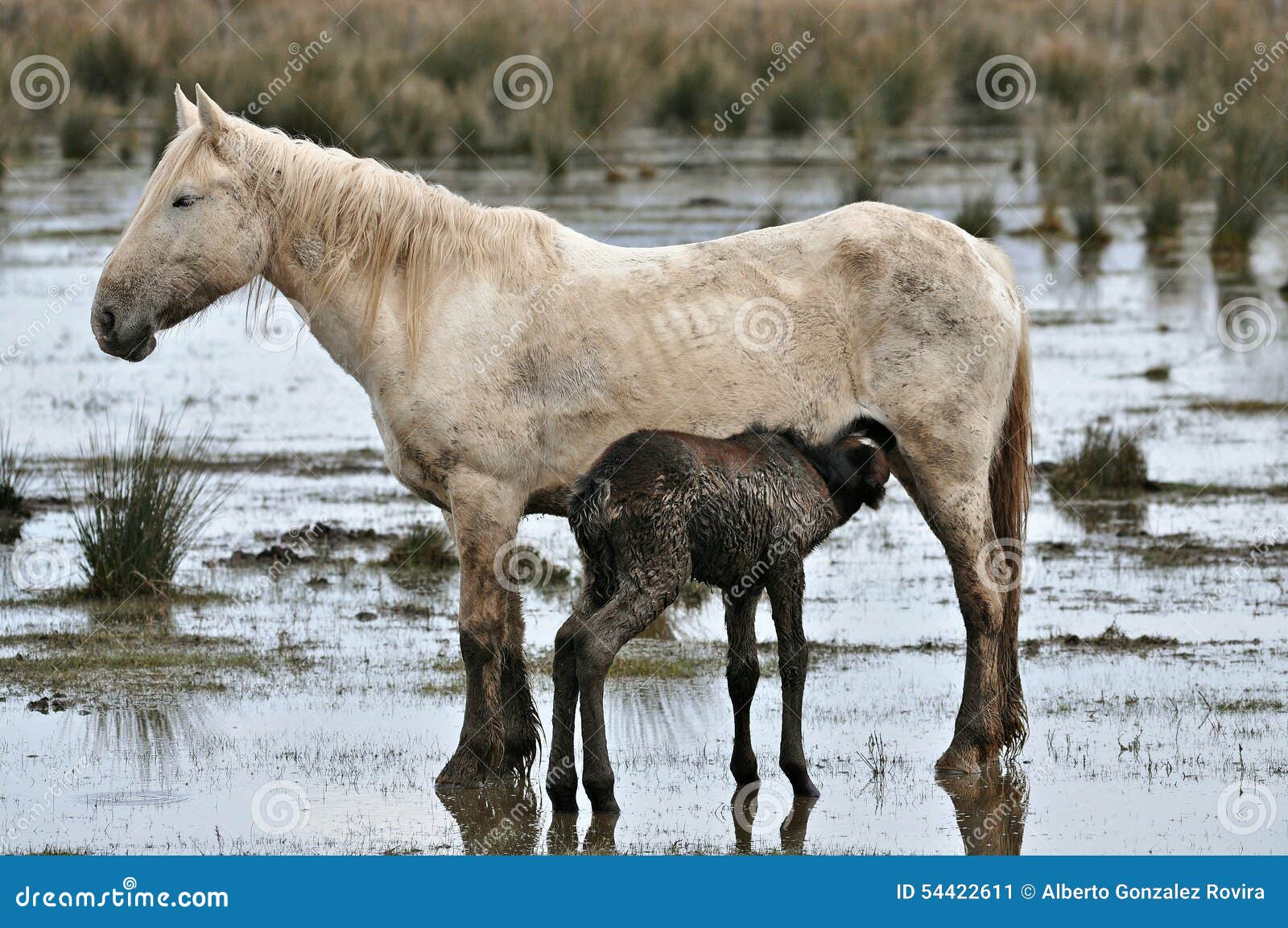 Caballo de los humedales imagen de archivo. Imagen de paisaje - 54422611