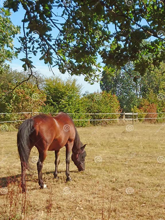 Caballo de manoseo foto de archivo. Imagen de paste - 158826640