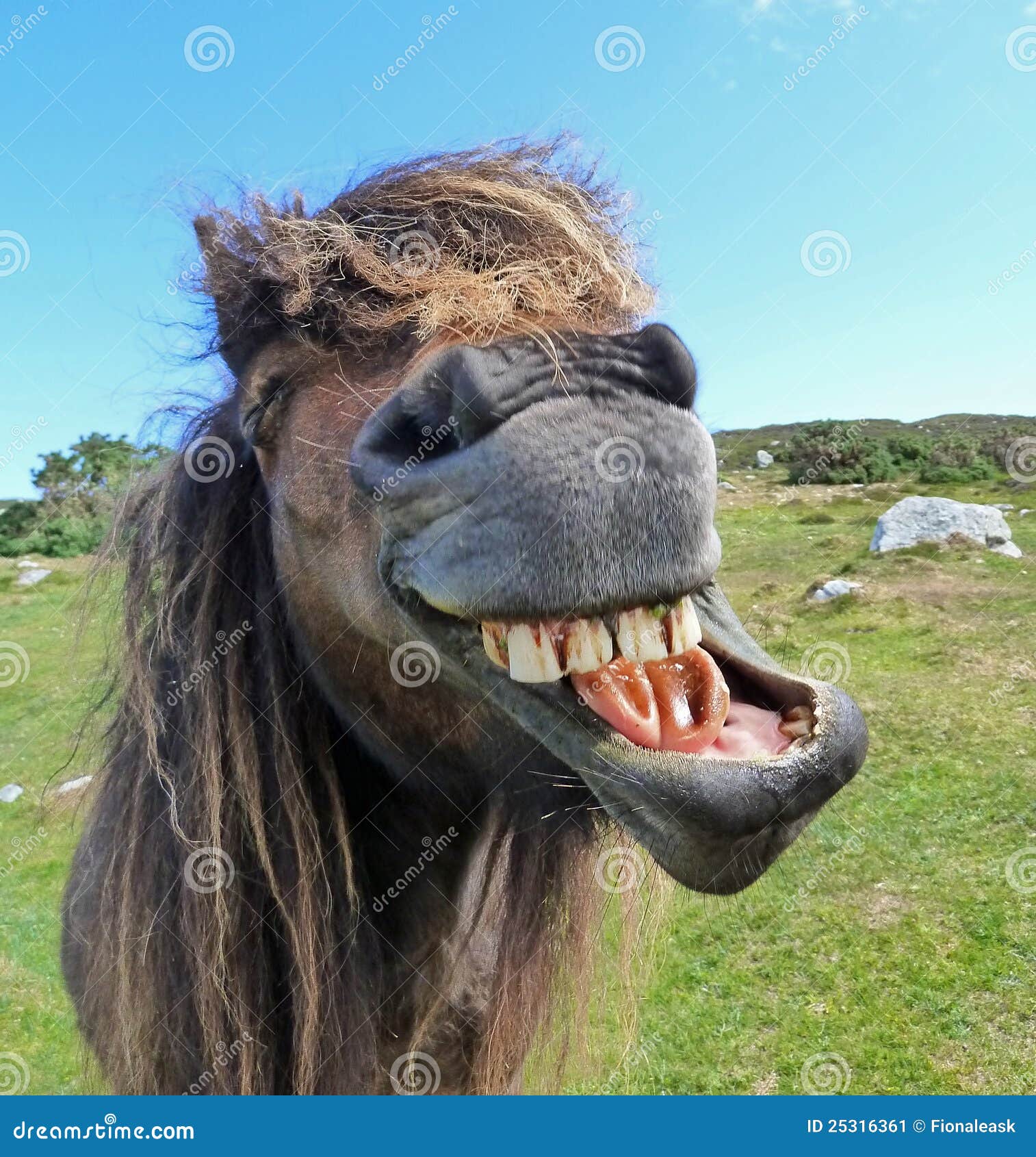 Caballo de risa imagen de archivo. Imagen de potro, caballo - 25316361