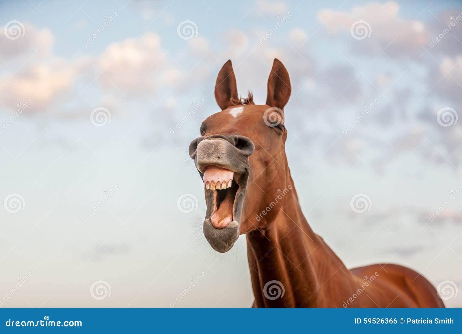 Caballo de risa foto de archivo. Imagen de granja, risa - 59526366