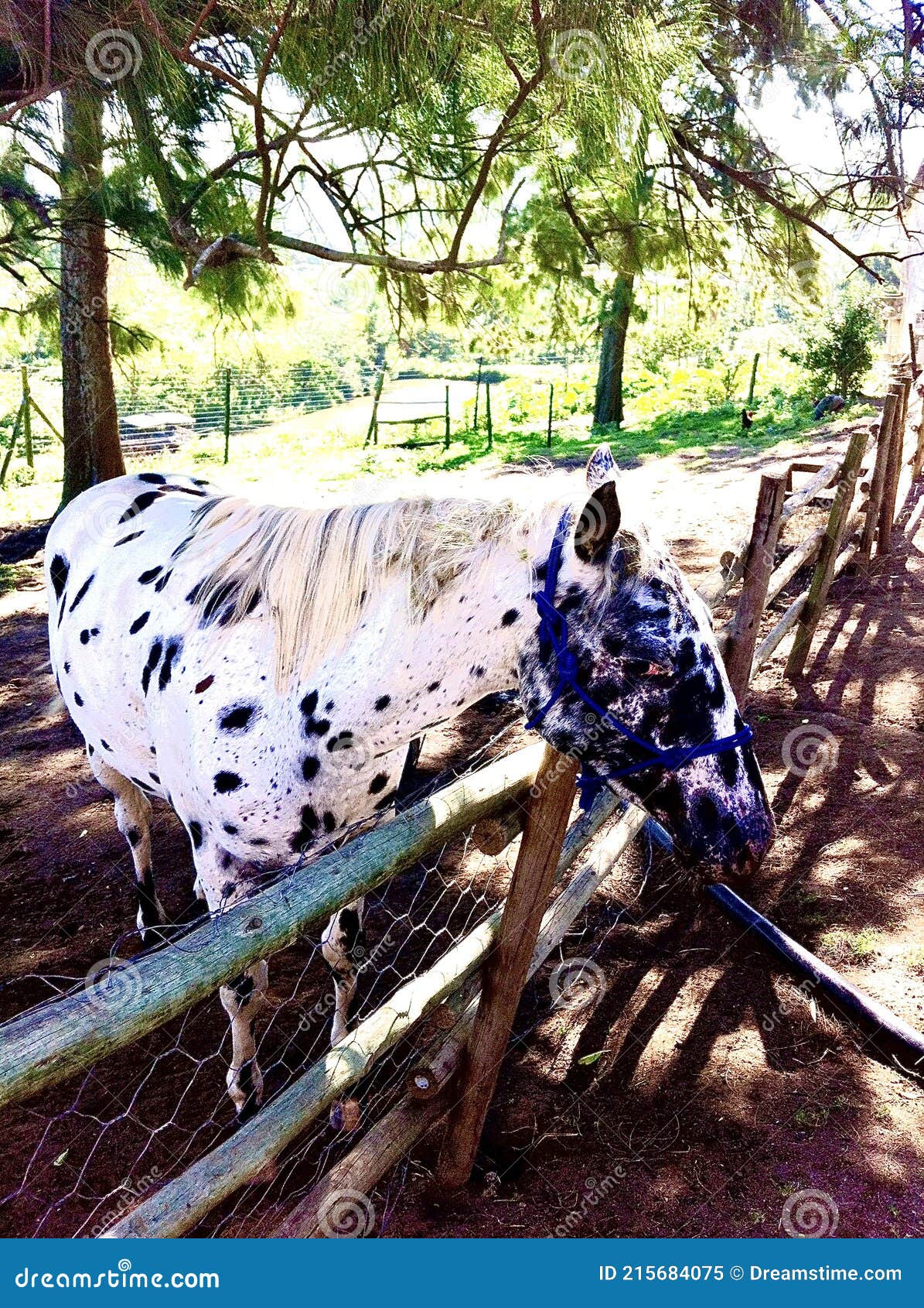 Caballo de rucio ciego imagen de archivo. Imagen de irregular - 215684075
