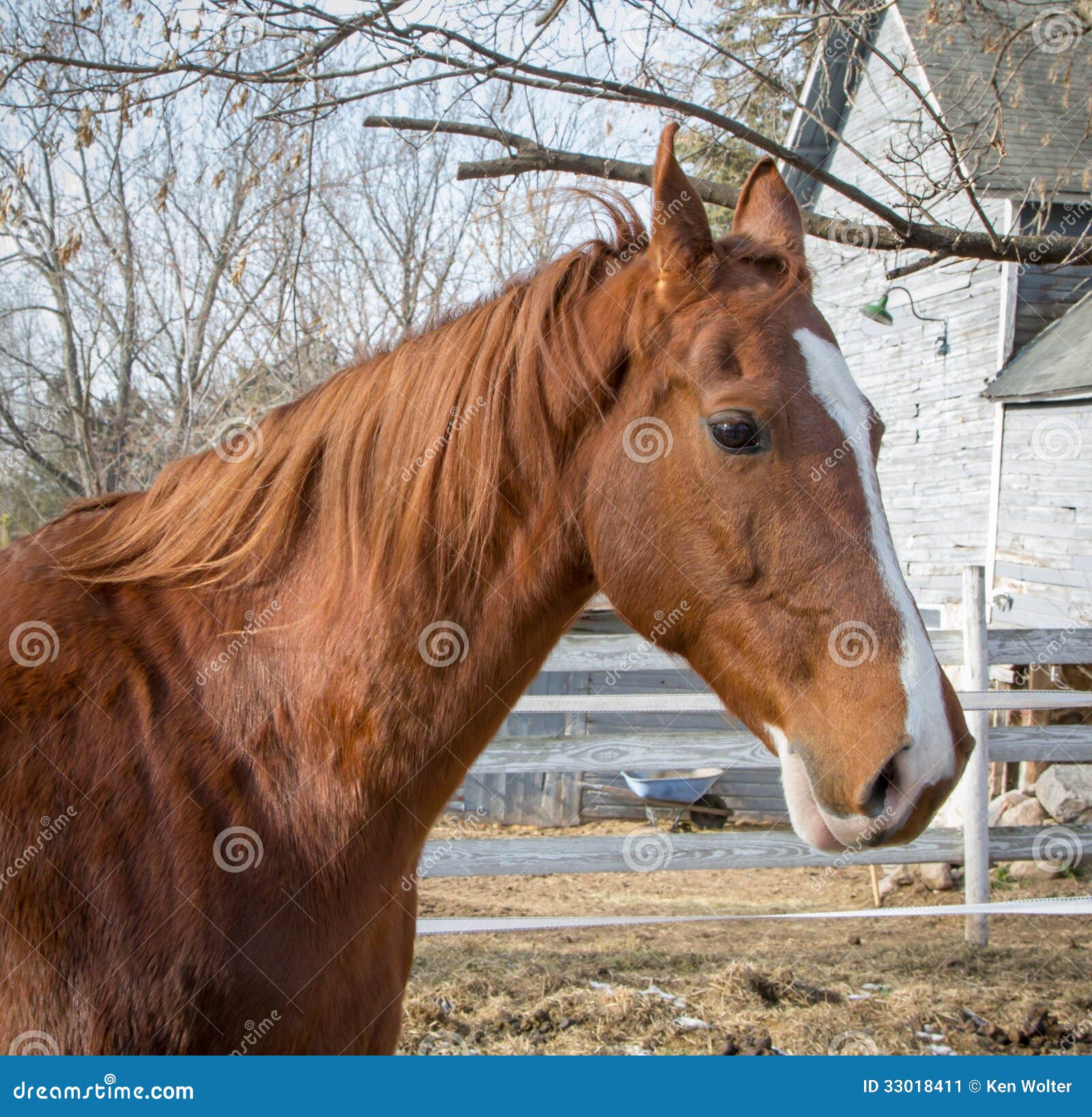 Caballo De Saddlebred Del Americano Imagen de archivo - Imagen de ...
