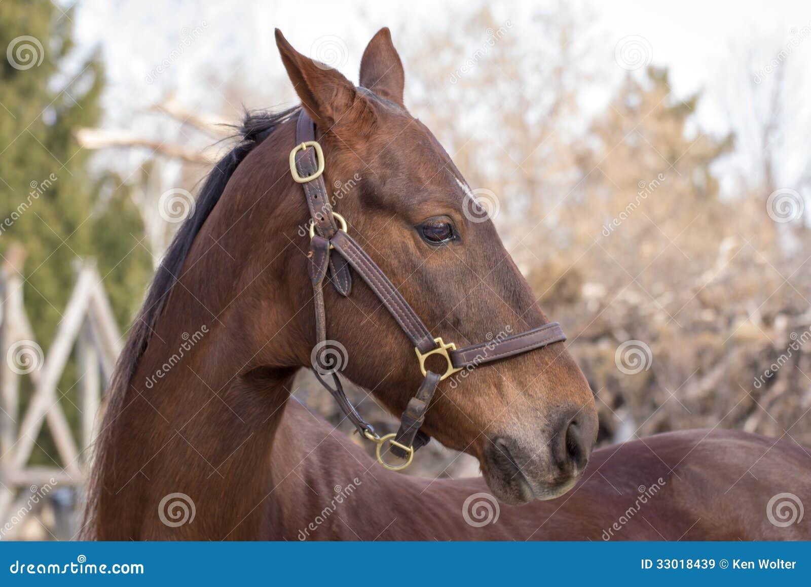 Caballo De Saddlebred Del Americano Imagen de archivo - Imagen de pasto ...