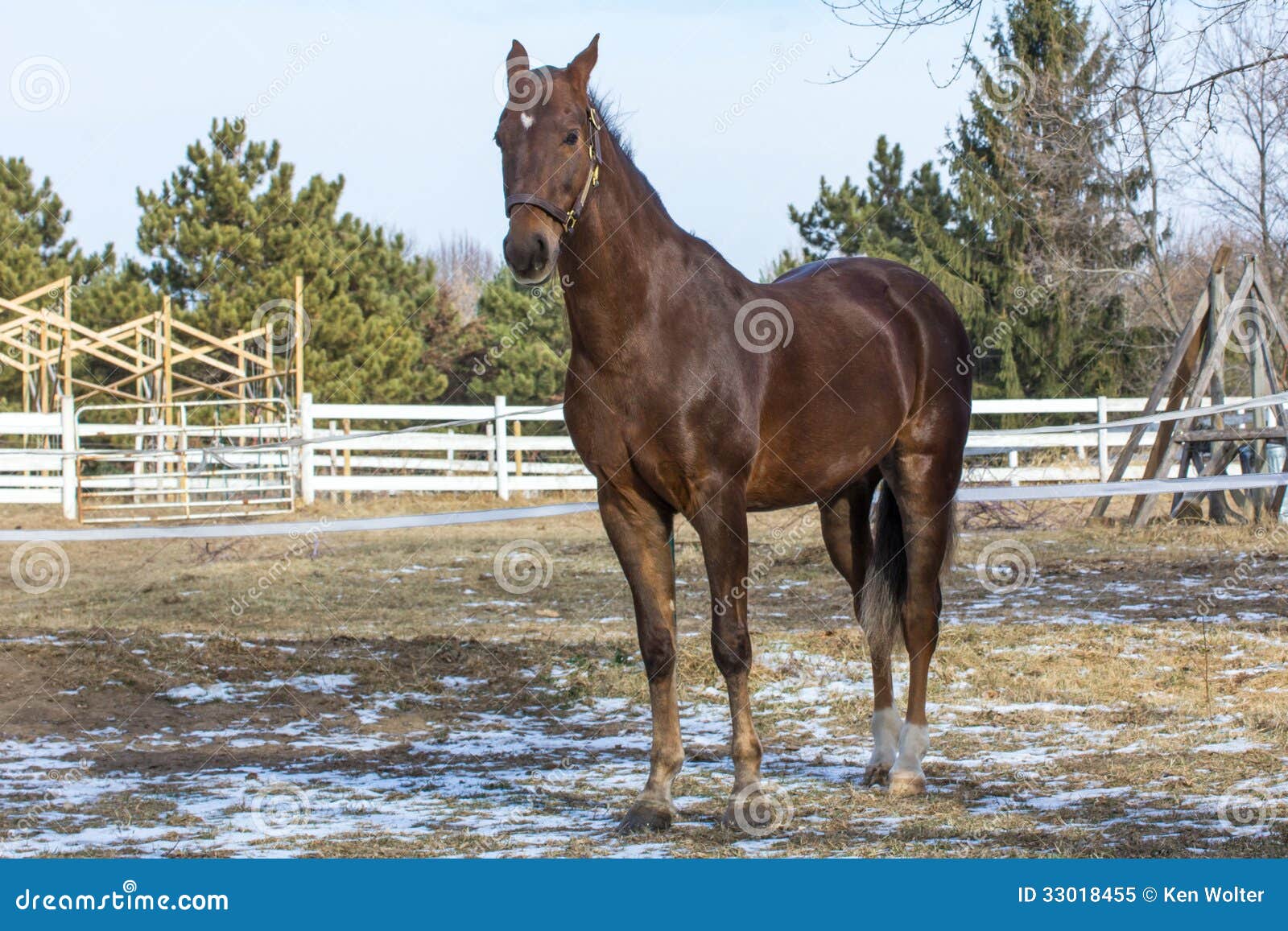 Caballo De Saddlebred Del Americano Imagen de archivo - Imagen de ...
