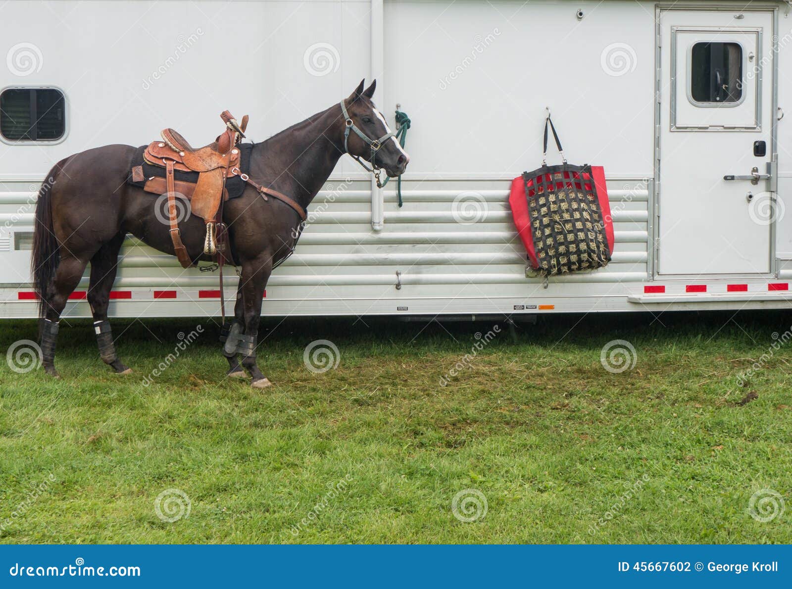 Caballo Del Barril Del Rodeo Foto de archivo - Imagen de deporte ...