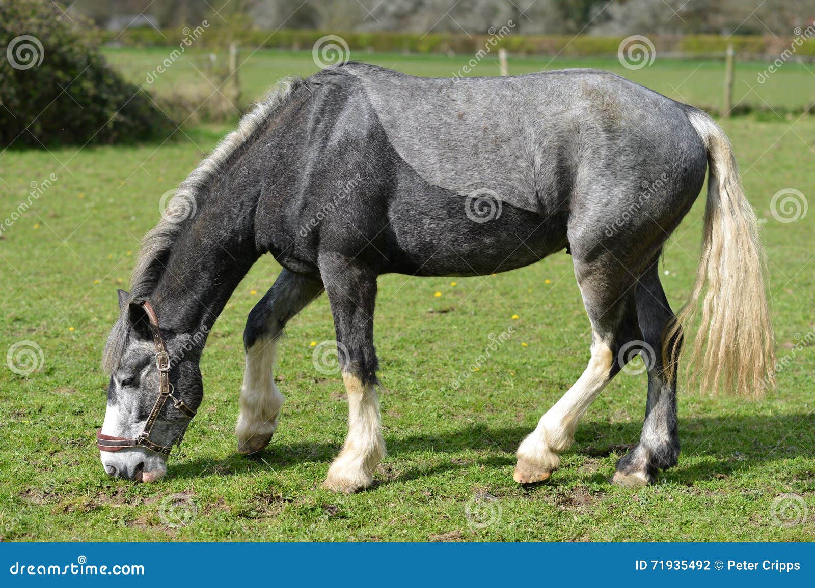 Caballo Del Gris De Dos Tonos Foto de archivo - Imagen de cortado ...