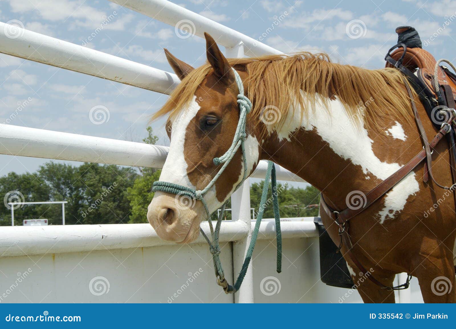 Caballo del rodeo foto de archivo. Imagen de animales, lazo - 335542