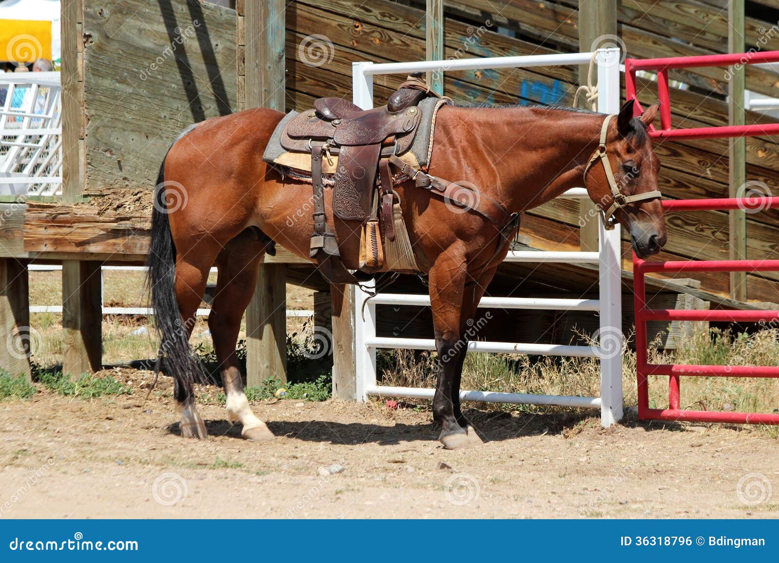 Caballo del rodeo foto de archivo. Imagen de rodeo, corral - 36318796