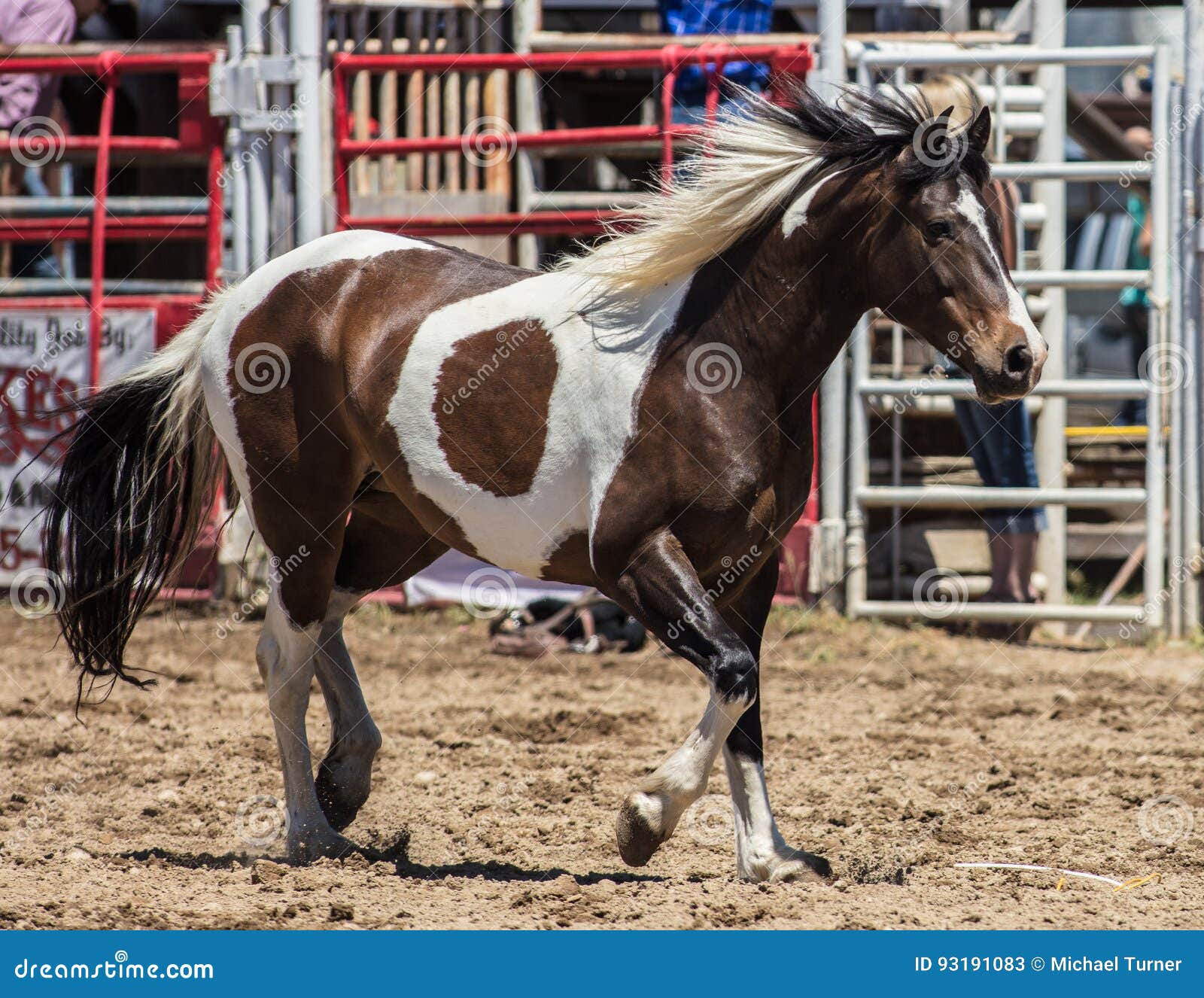Caballo del rodeo foto de archivo editorial. Imagen de pintado - 93191083