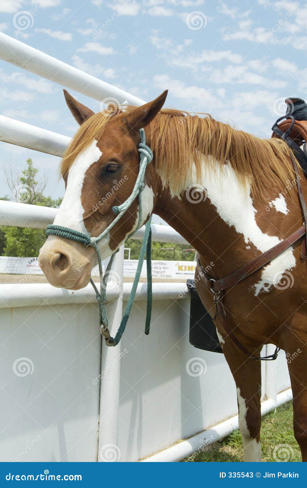 Caballo Del Rodeo, Vertical Imagen de archivo - Imagen de lazo ...