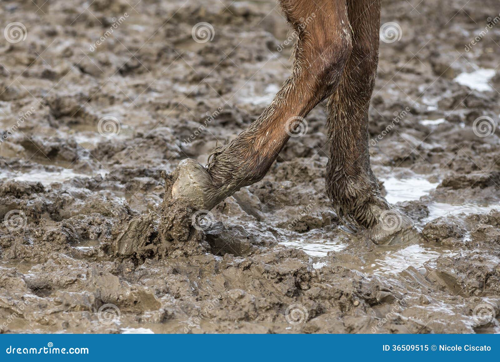 Caballo Descalzo En El Fango Imagen de archivo - Imagen de hielo ...