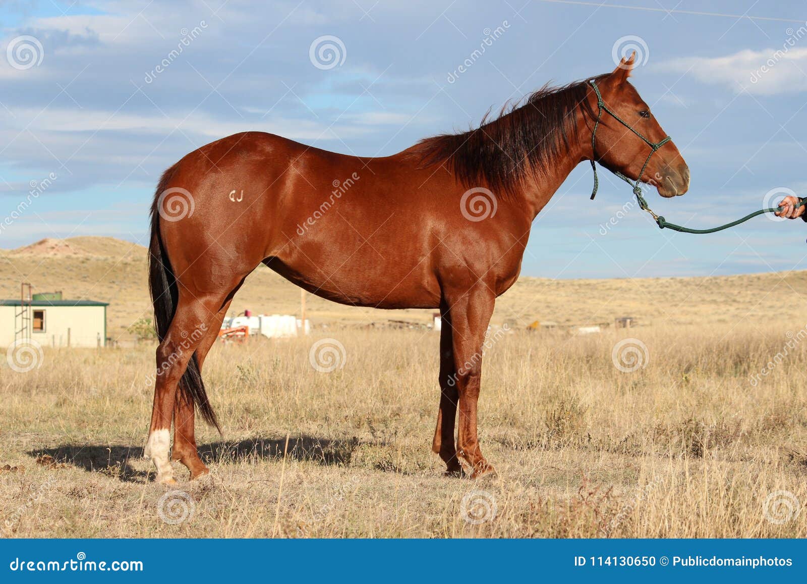 Melena Mare Del Ecosistema Del Caballo Imagen. Imagen: 114130650