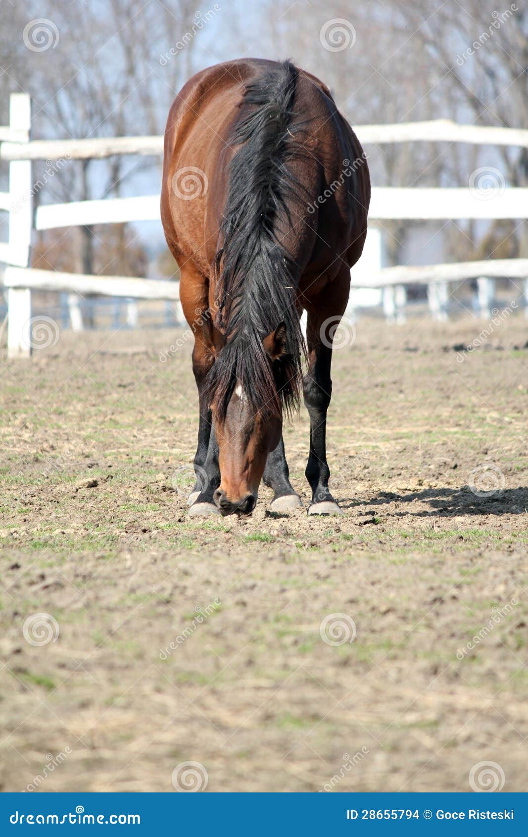 Caballo en corral foto de archivo. Imagen de comer, rancho - 28655794
