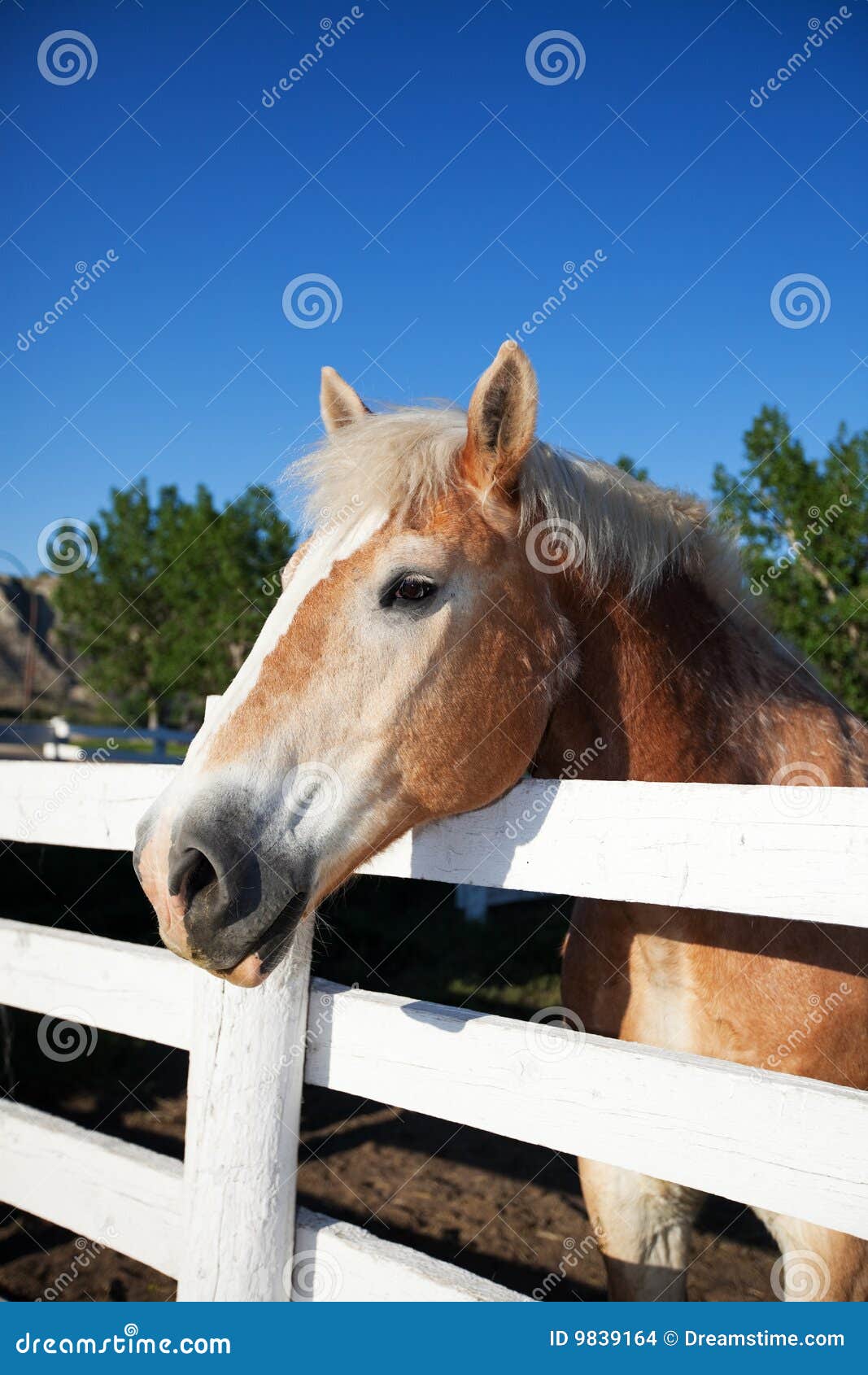 Caballo en corral foto de archivo. Imagen de ganado, soporte - 9839164