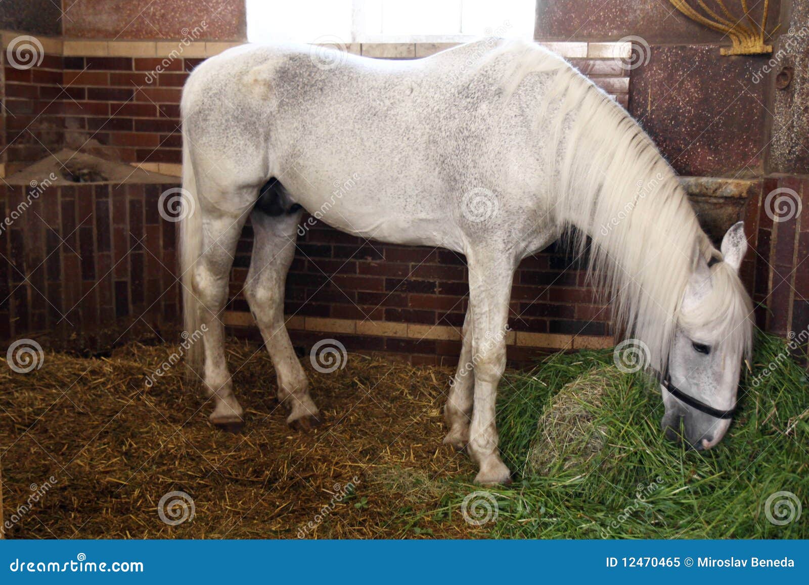 Caballo en establo imagen de archivo. Imagen de belleza - 12470465