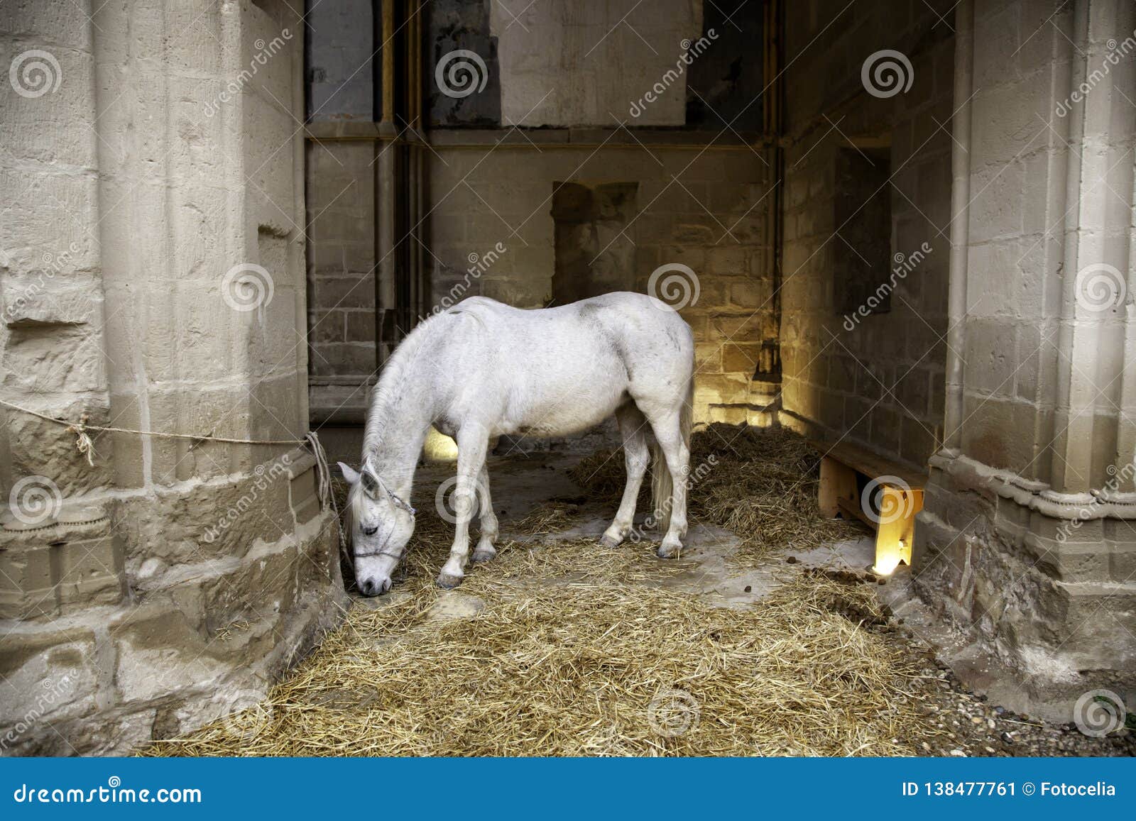 Caballo en establo imagen de archivo. Imagen de hermoso - 138477761