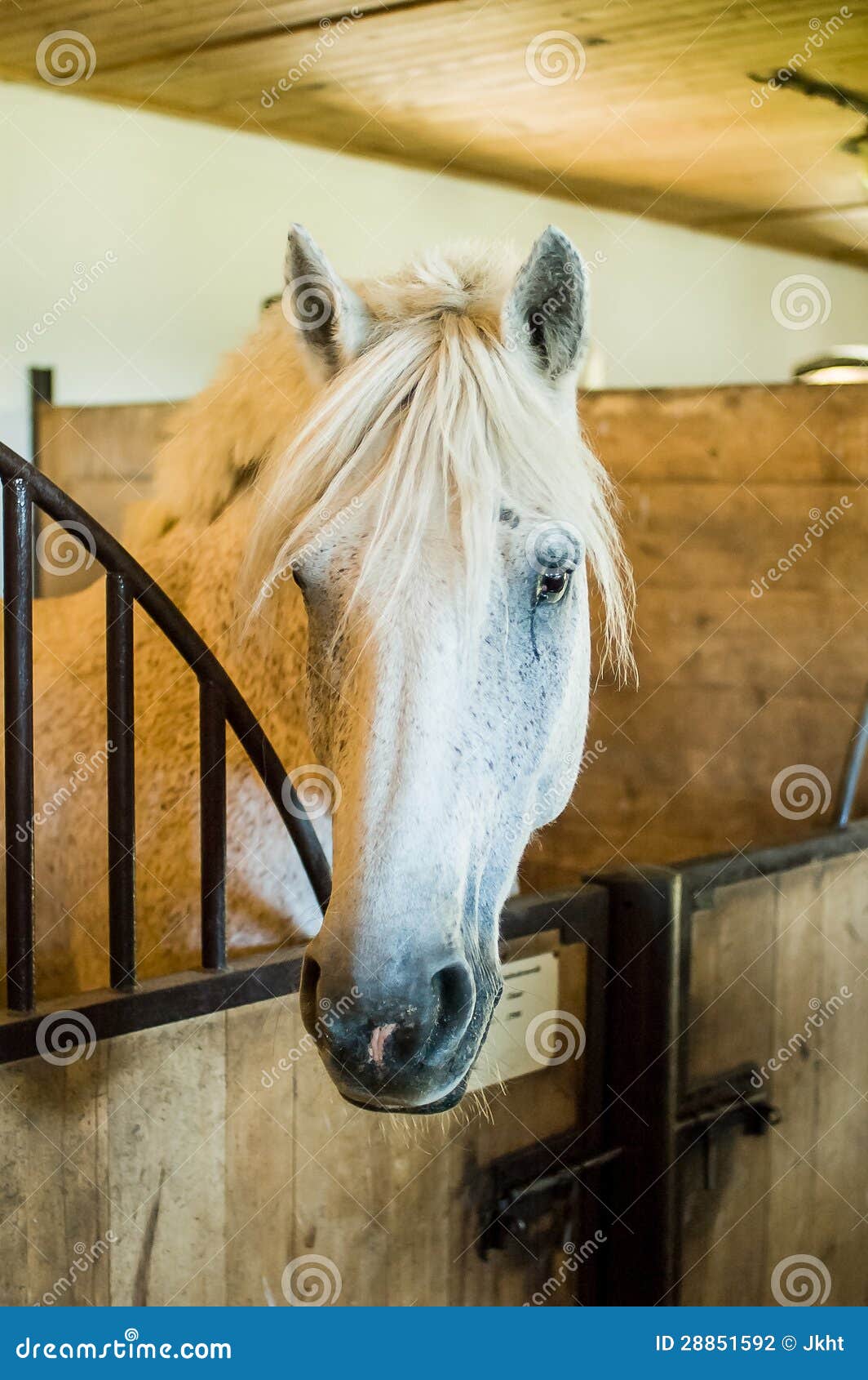 Caballo en establo foto de archivo. Imagen de exterior - 28851592