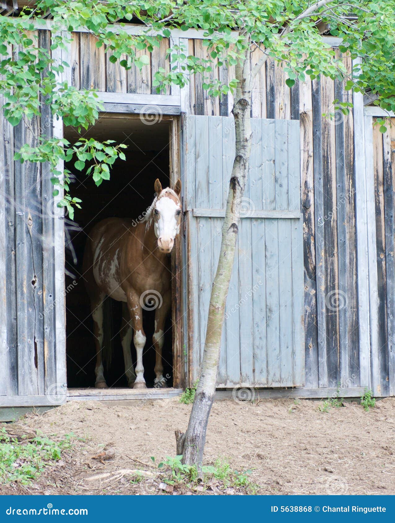 Caballo en establo foto de archivo. Imagen de estable - 5638868