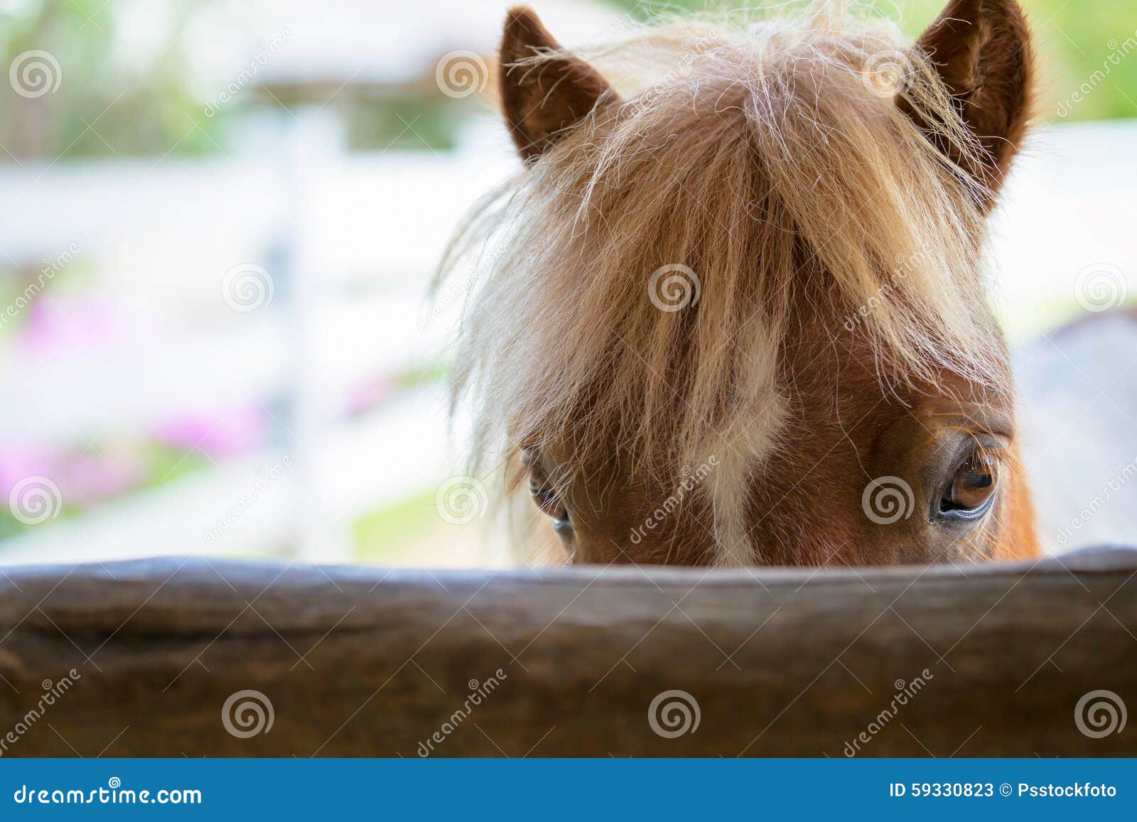 Caballo en establo imagen de archivo. Imagen de retrato - 59330823