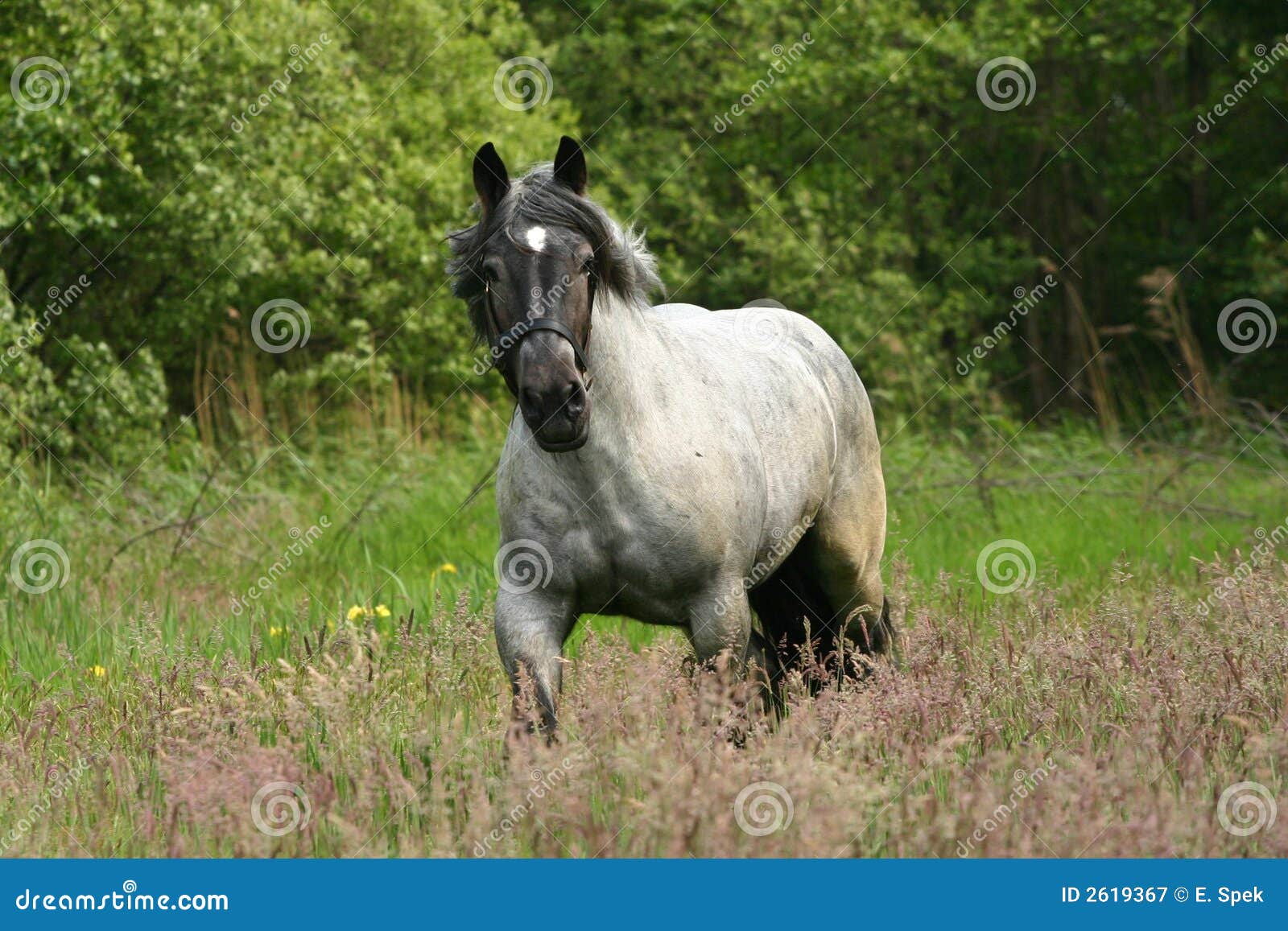 Caballo en galope imagen de archivo. Imagen de cubo, mudanza - 2619367