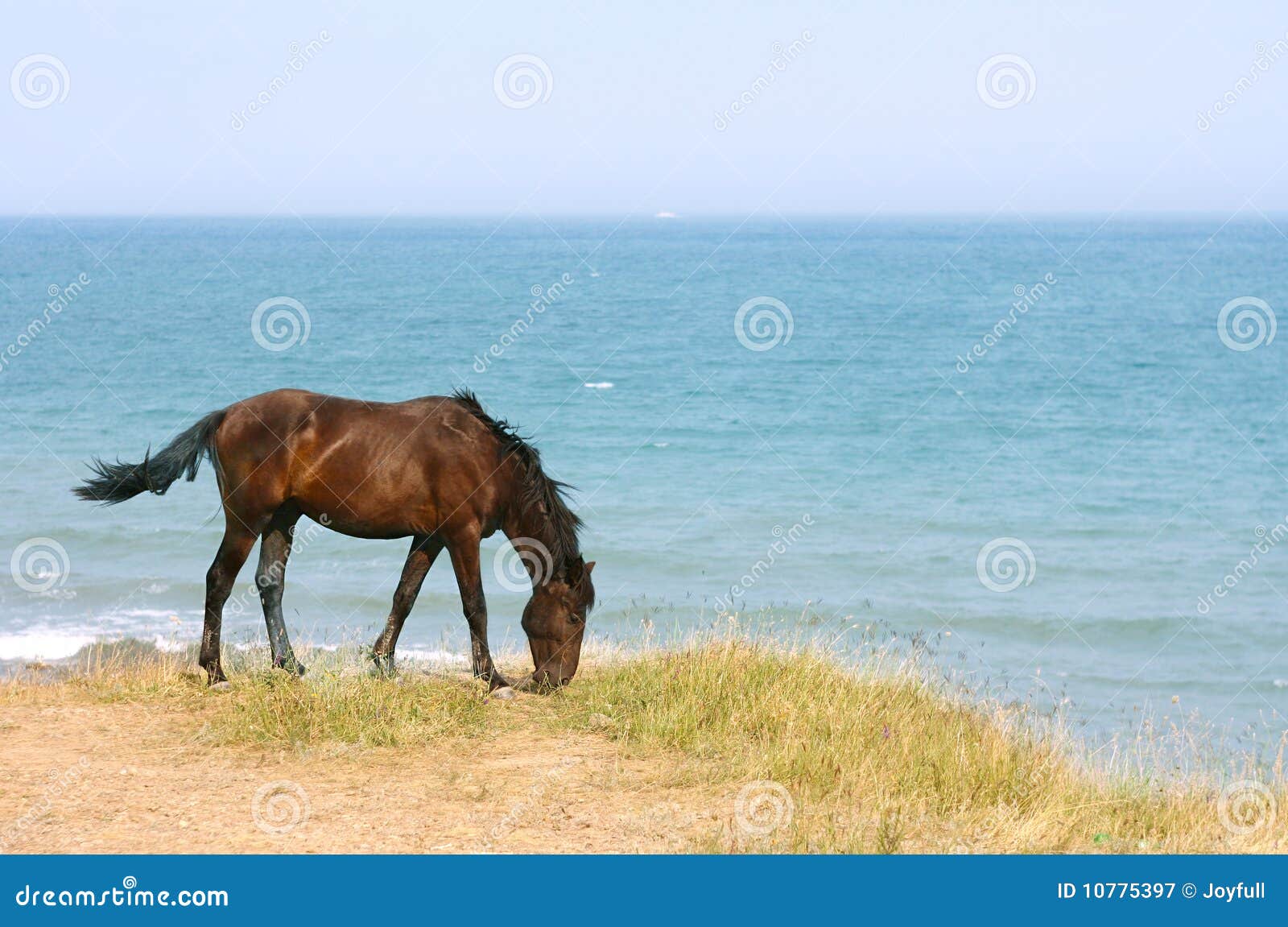 Caballo en la playa imagen de archivo. Imagen de pasto - 10775397