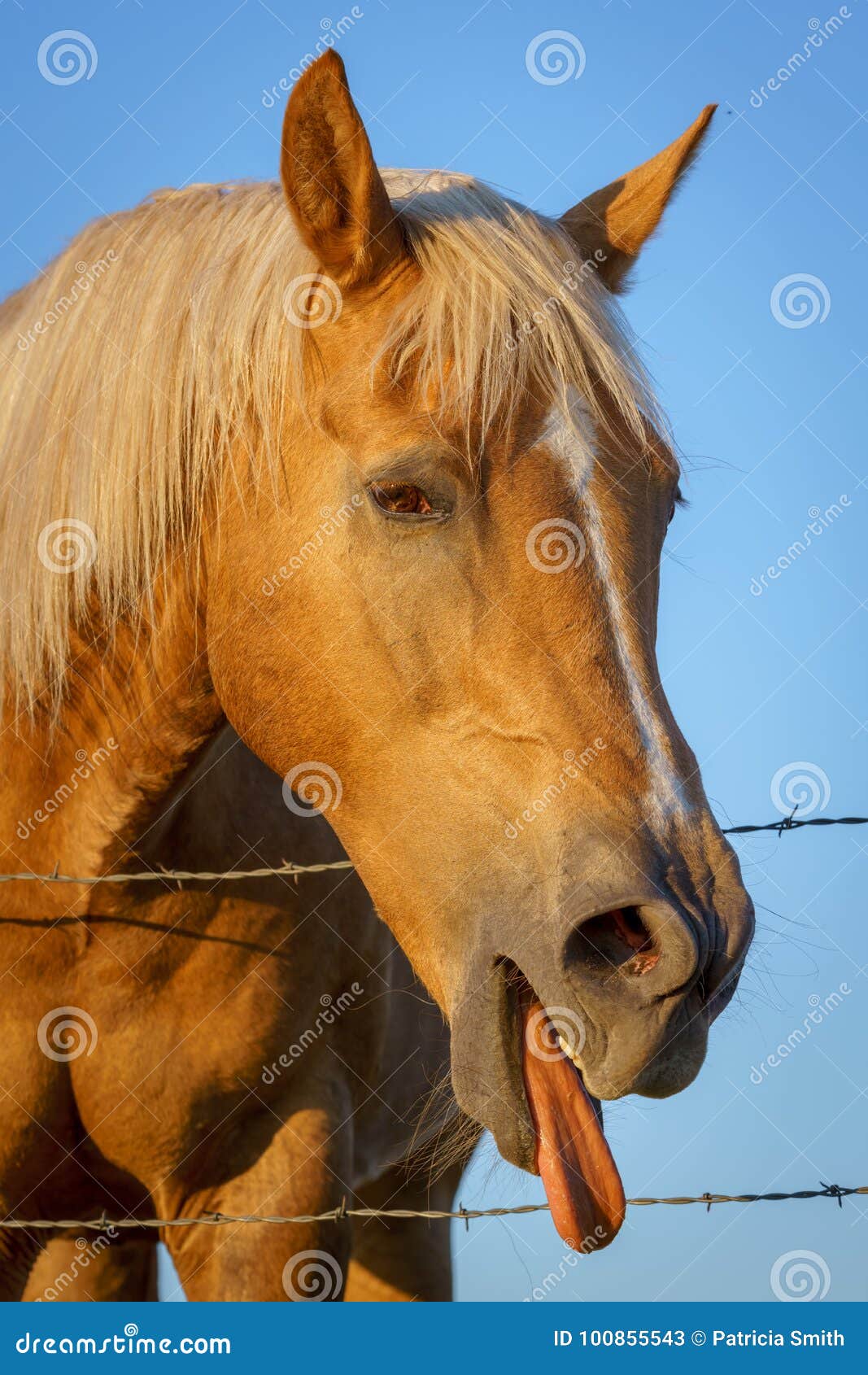 Caballo enfermo imagen de archivo. Imagen de primer - 100855543