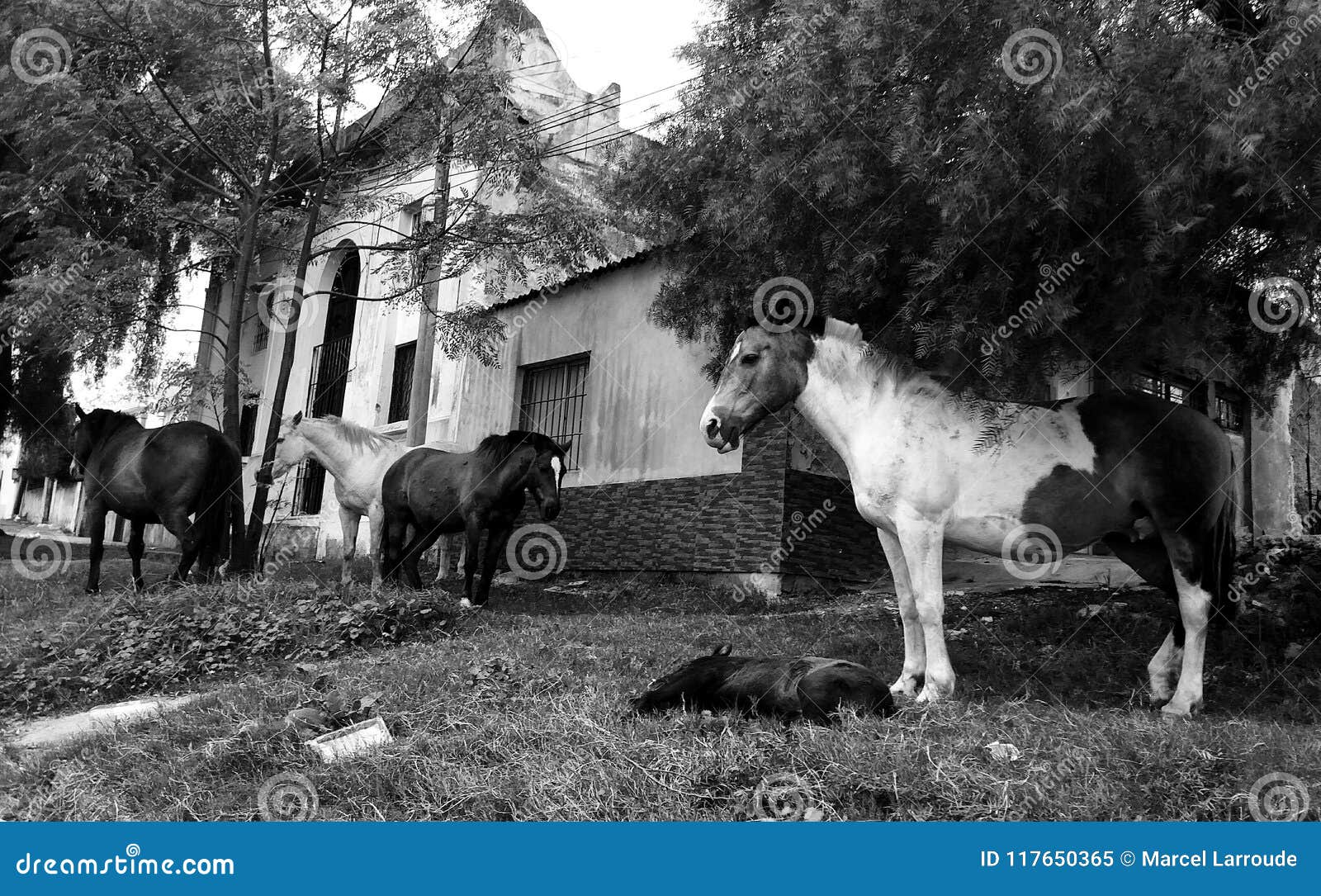 Caballo enfermo imagen de archivo. Imagen de condolencia - 117650365