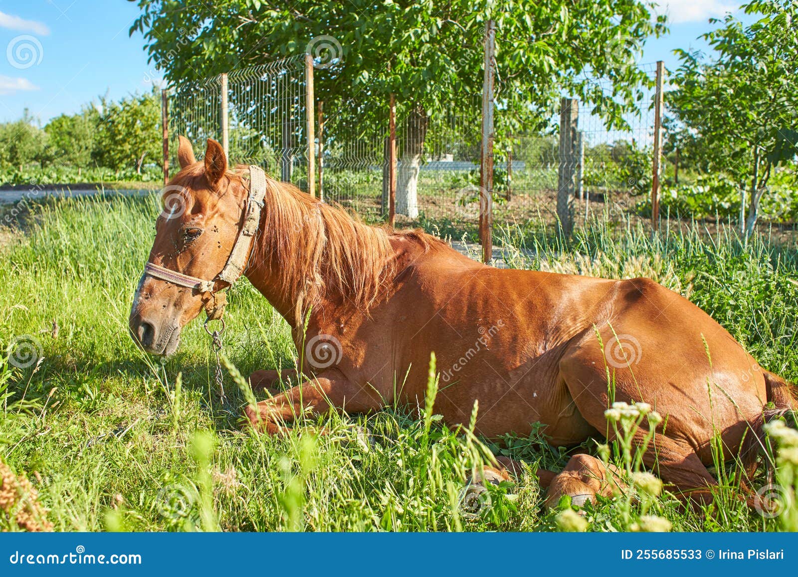 Caballo Enfermo En El Campo Imagen de archivo - Imagen de pista, granja ...