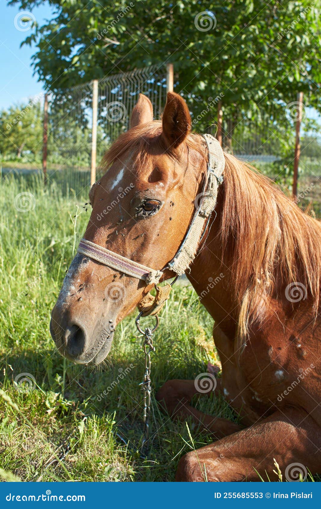 Caballo Enfermo En El Campo Imagen de archivo - Imagen de caballos ...