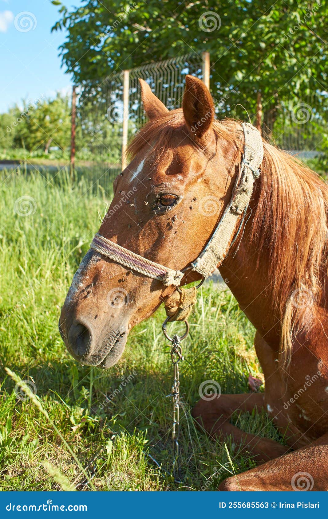 Caballo Enfermo En El Campo Imagen de archivo - Imagen de puerta, cara ...
