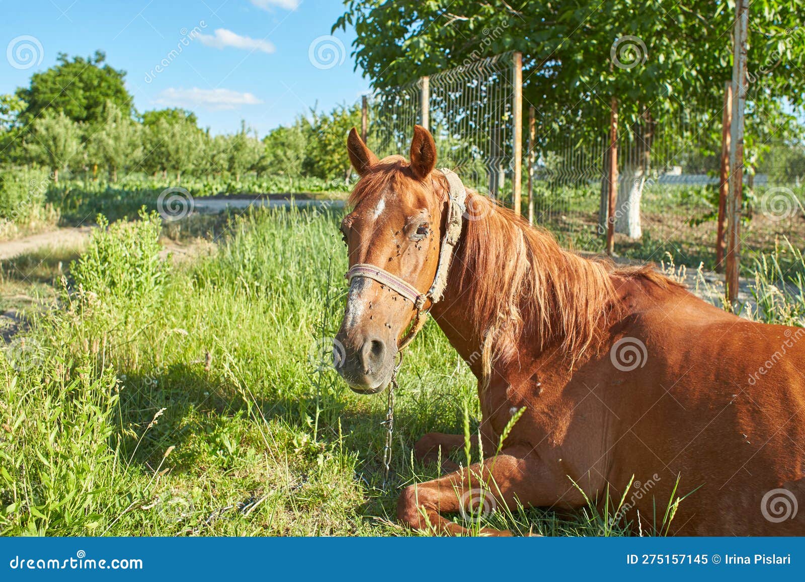 Caballo Enfermo En El Campo Imagen de archivo - Imagen de yegua, campo ...
