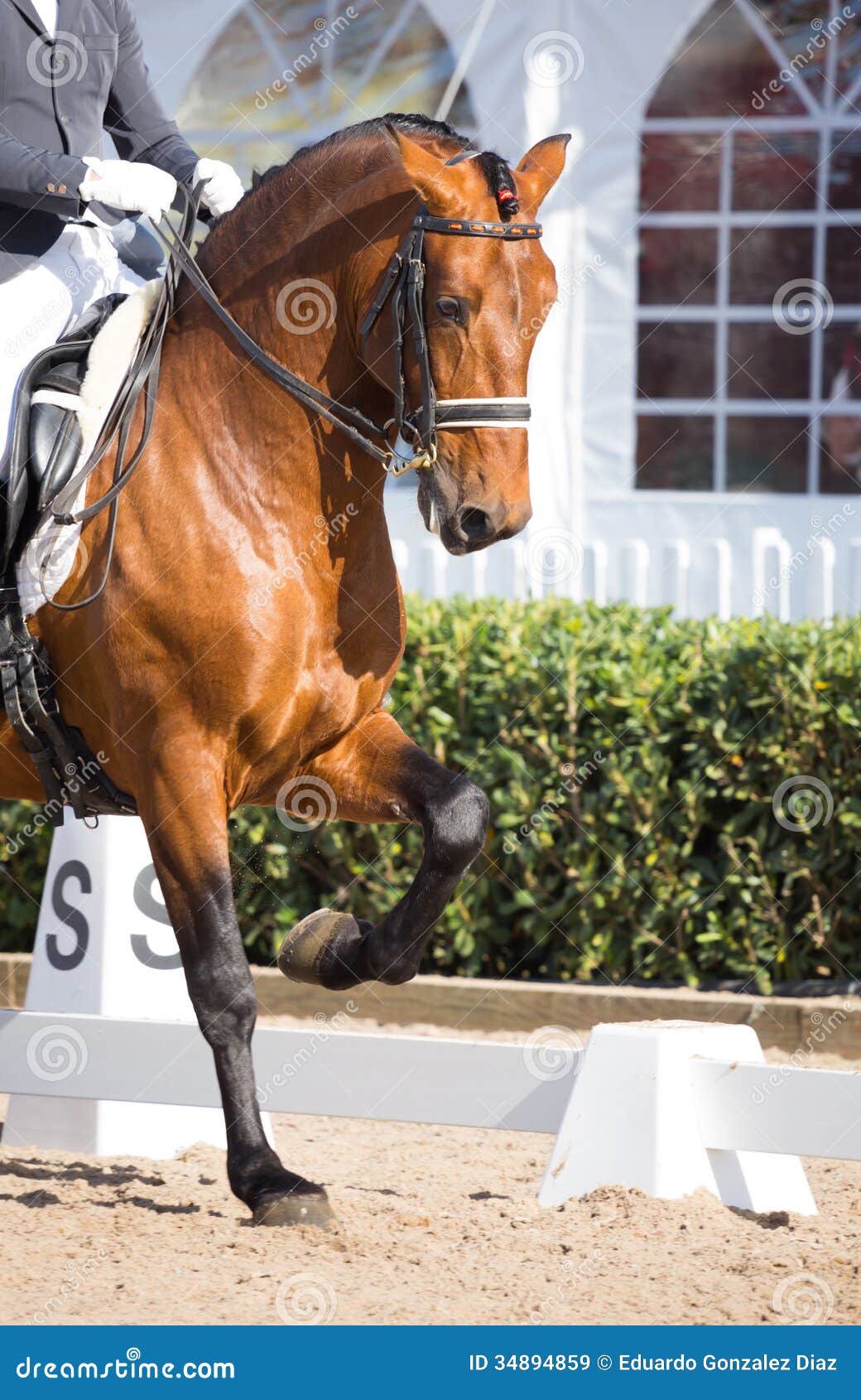 Caballo español imagen de archivo. Imagen de noble, frenillo - 34894859