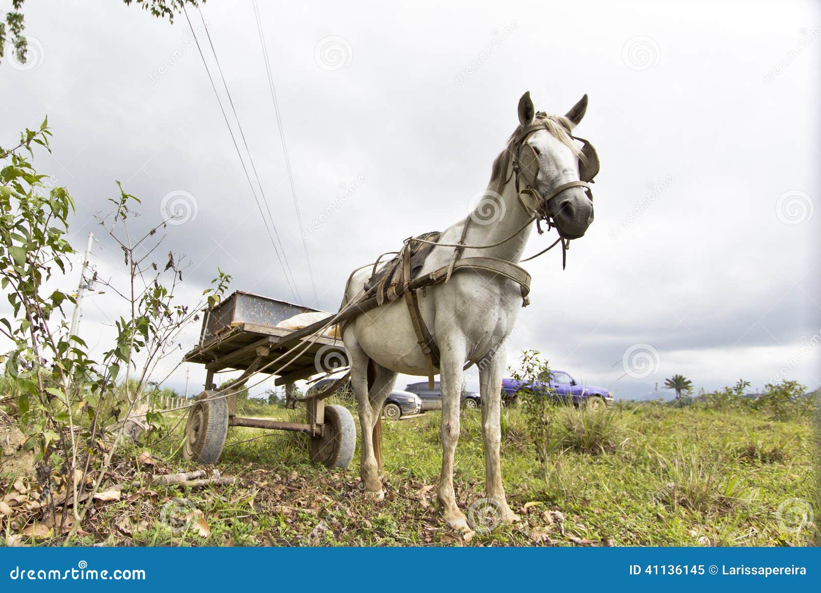 Caballo flaco imagen de archivo. Imagen de carro, campo - 41136145