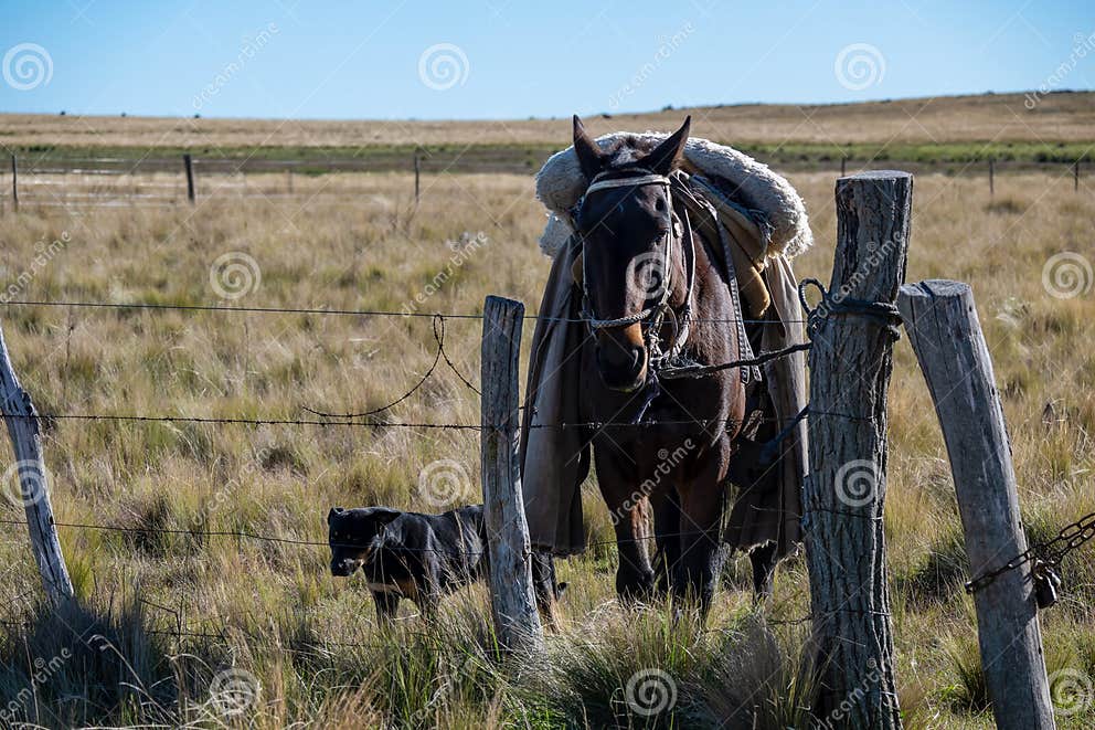 Caballo Gaucho Con Su Perro Foto de archivo - Imagen de granja, gaucho ...