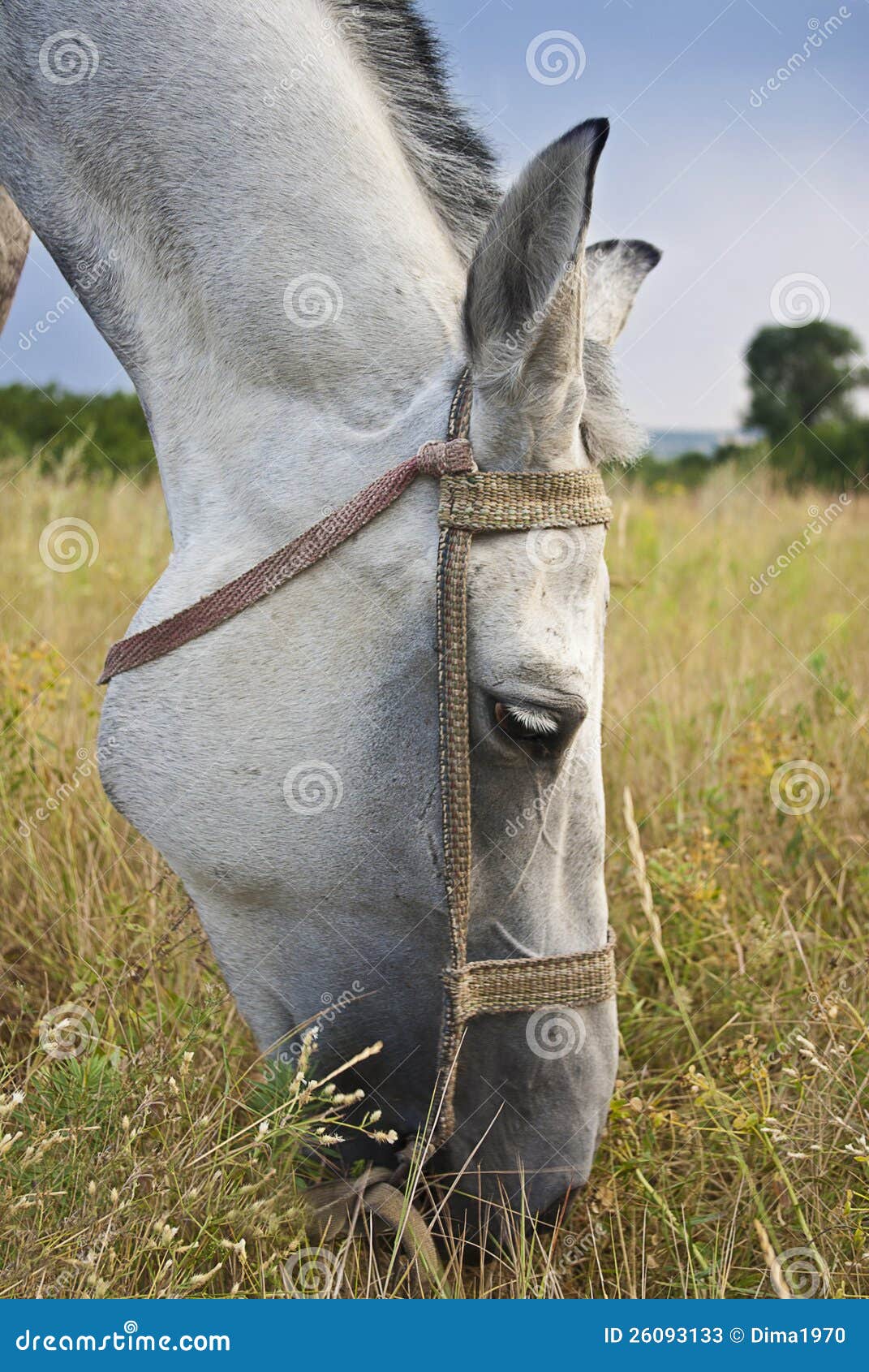 Caballo gris imagen de archivo. Imagen de blanco, belleza - 26093133