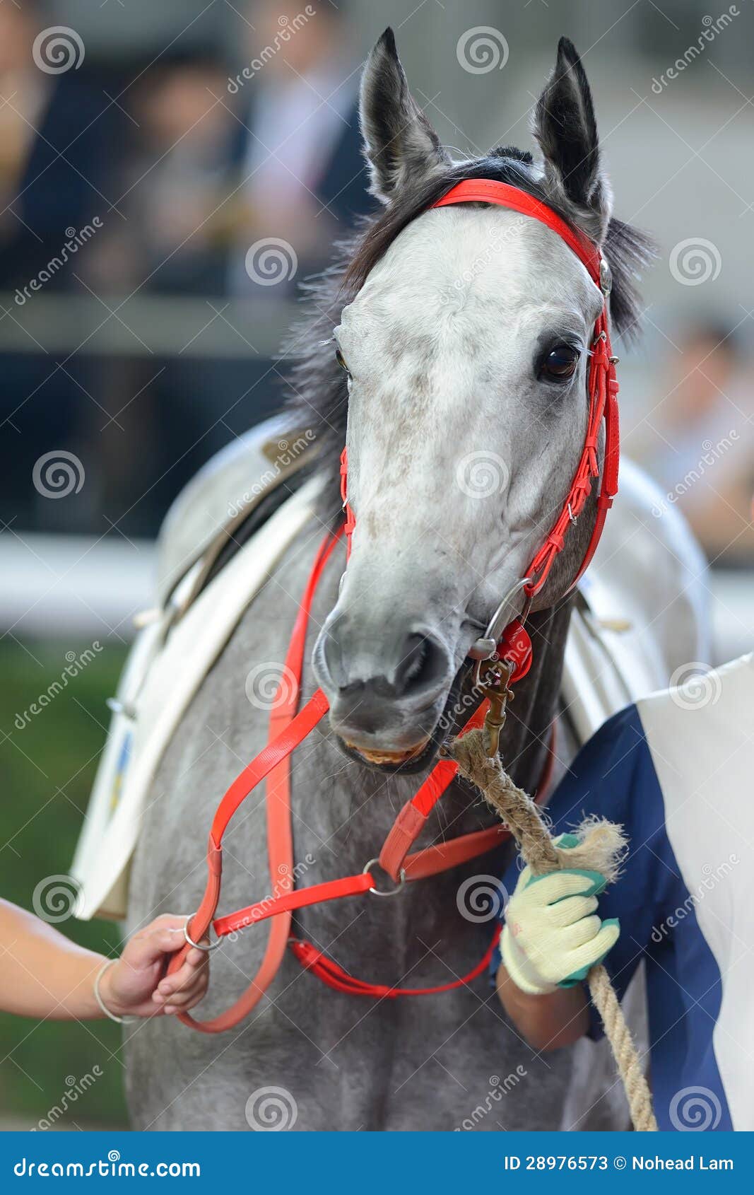 Caballo gris imagen de archivo. Imagen de vitalidad, caballo - 28976573