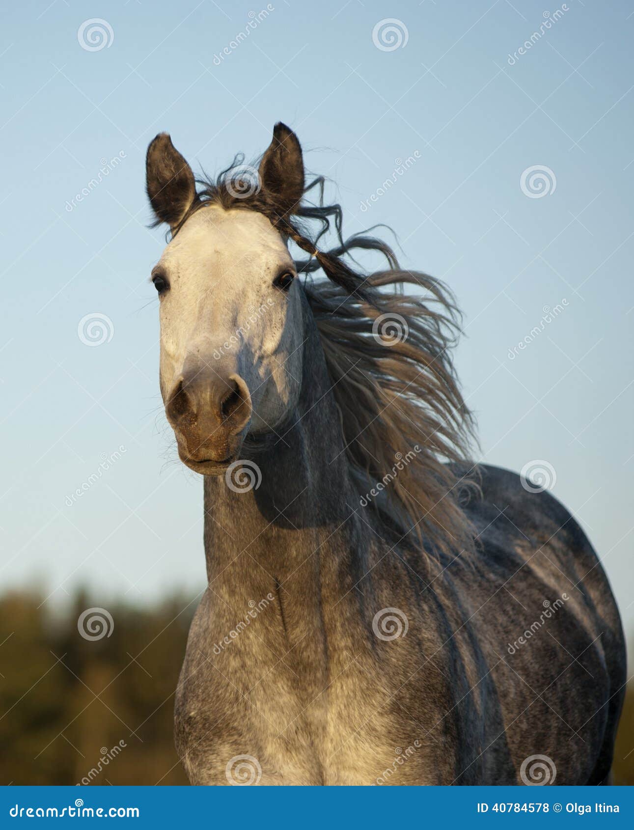 Caballo gris foto de archivo. Imagen de cielos, animal - 40784578