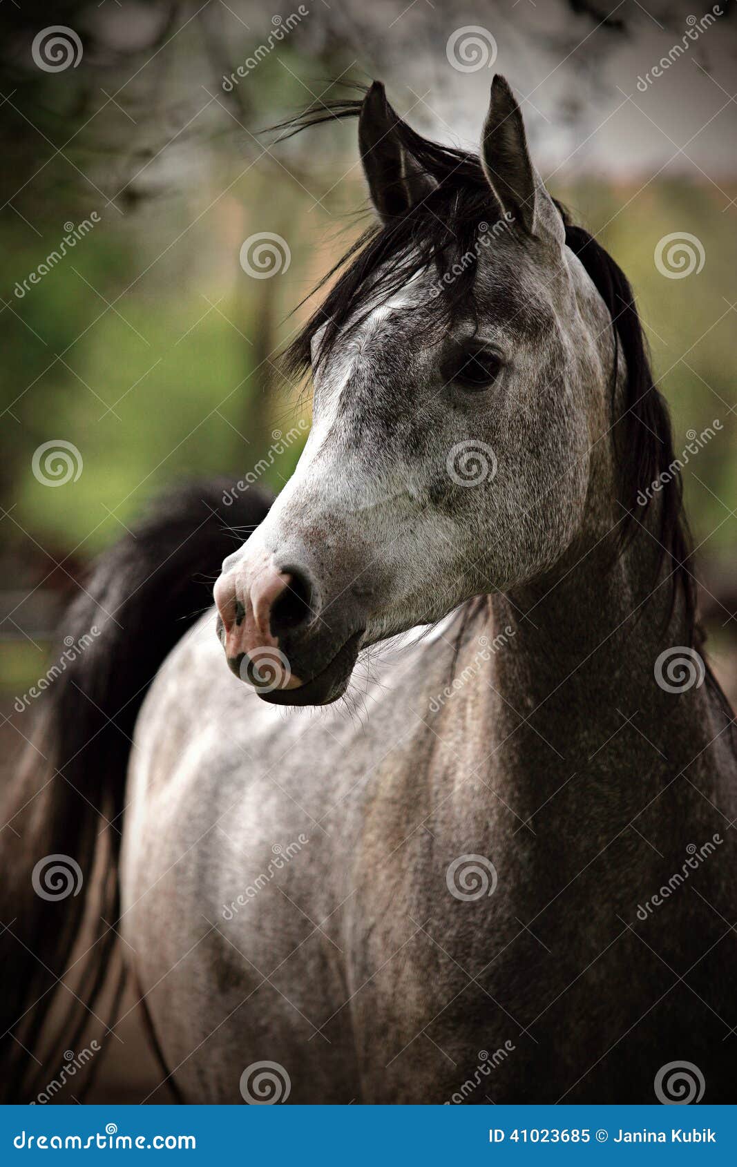 Caballo gris imagen de archivo. Imagen de ecuestre, pista - 41023685
