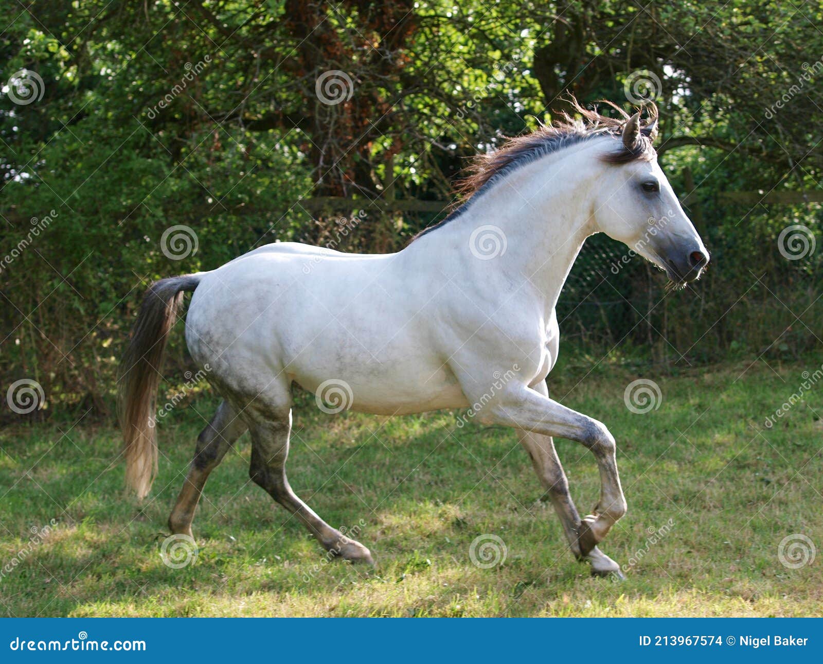 Caballo gris cantering foto de archivo. Imagen de libre - 213967574