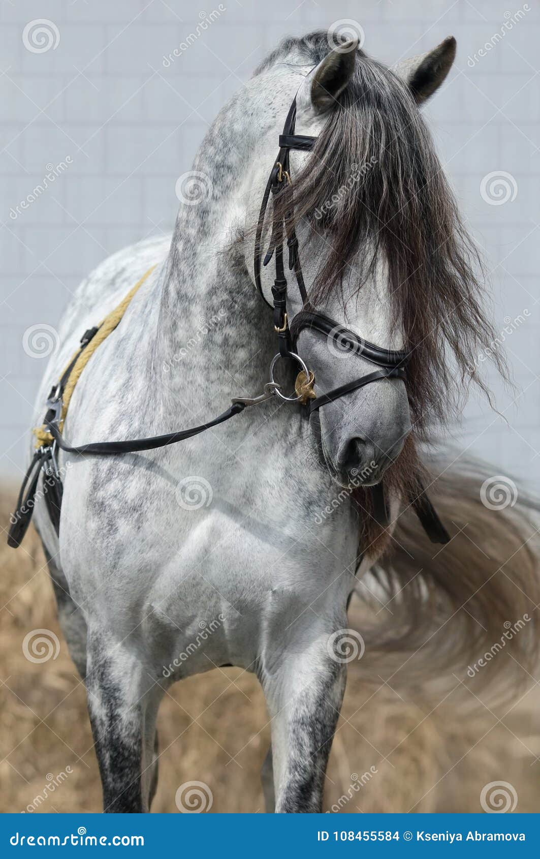 Caballo Gris Claro Con La Clavija Gris Oscuro Larga Foto de archivo ...