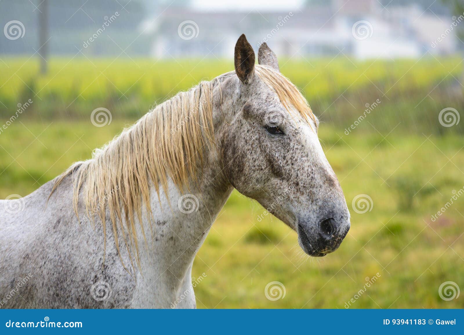 Caballo gris de Camargue imagen de archivo. Imagen de gris - 93941183