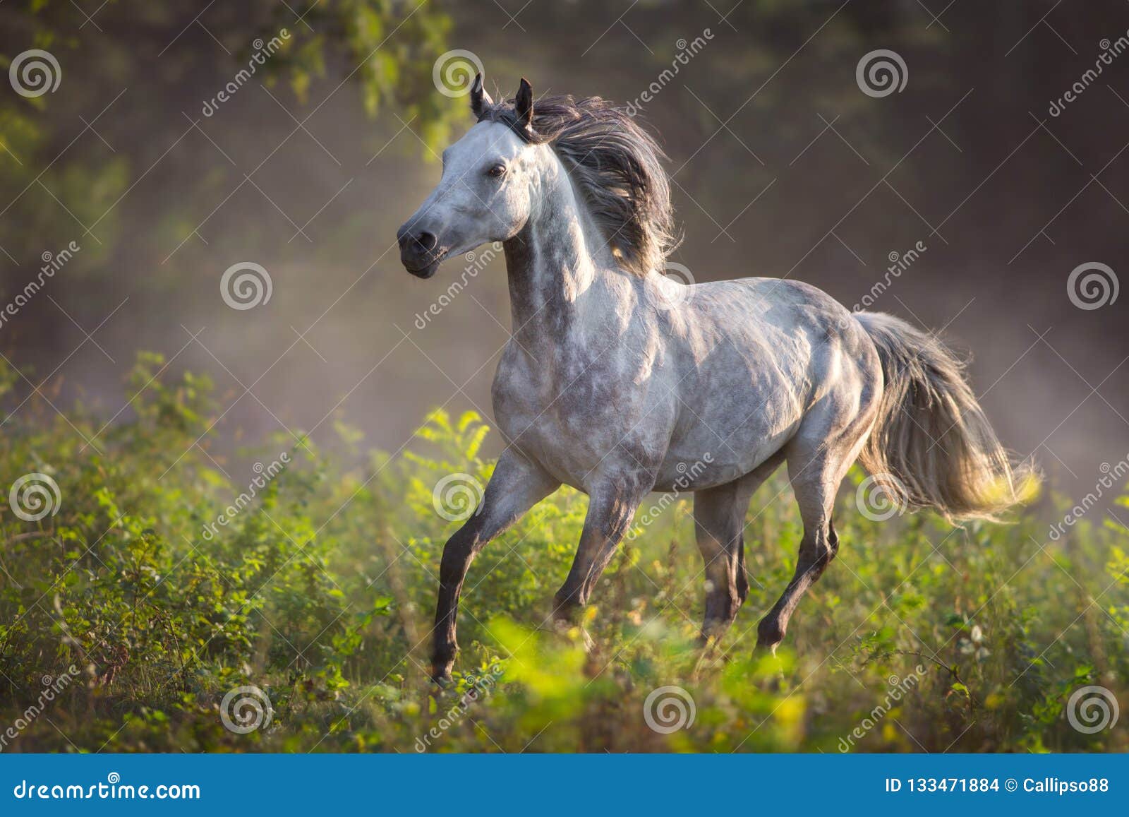 Caballo Gris De Recorrido Libre Foto de archivo - Imagen de color ...