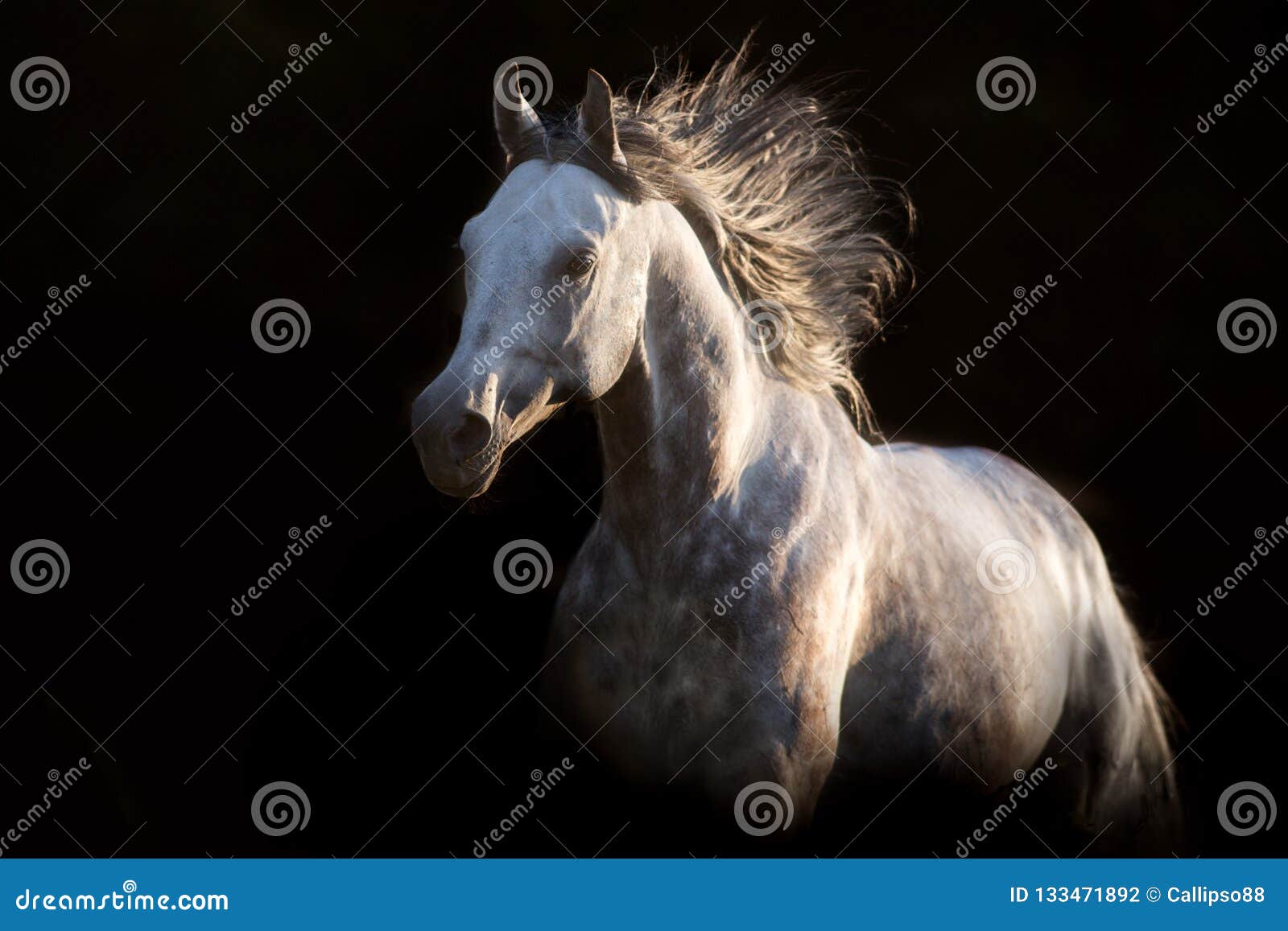 Caballo Gris De Recorrido Libre Foto de archivo - Imagen de libre ...