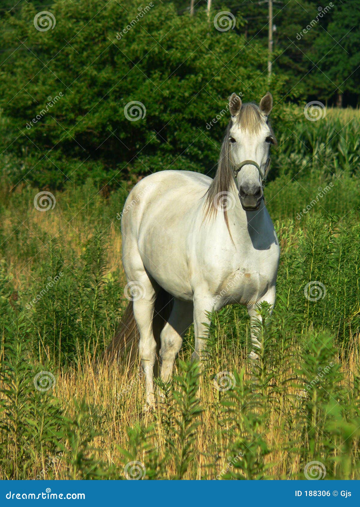Caballo Gris Hermoso, Orientación Vertical Foto de archivo - Imagen de ...