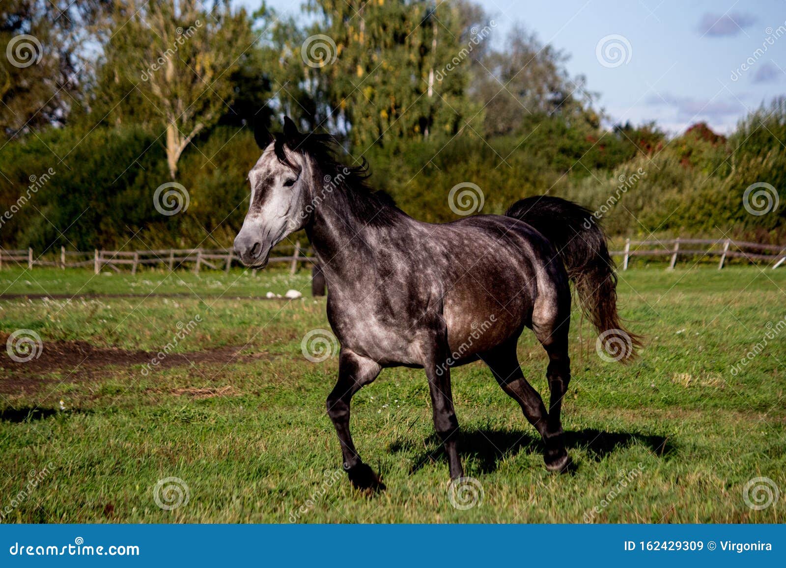 Caballo Gris Trotando En El Pasto Imagen de archivo - Imagen de prado ...